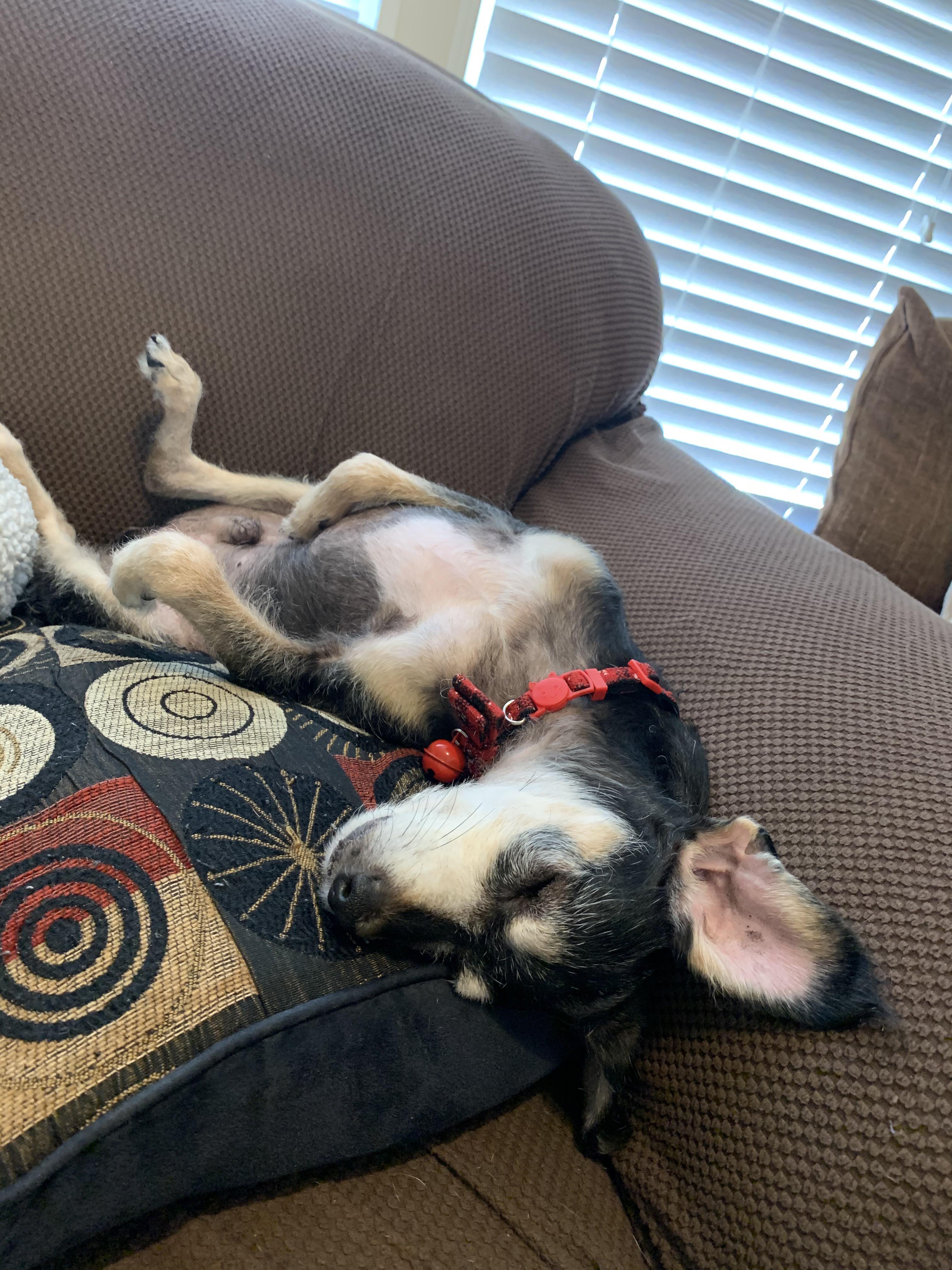 Taking a nap..... | Scrolller