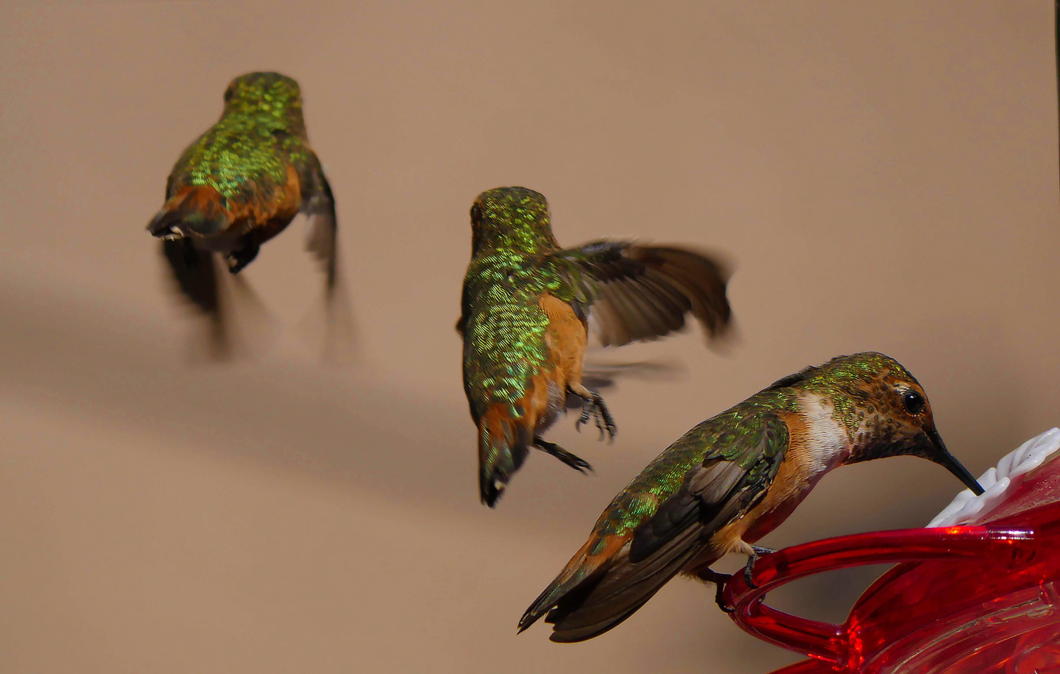 Taking flight | Scrolller