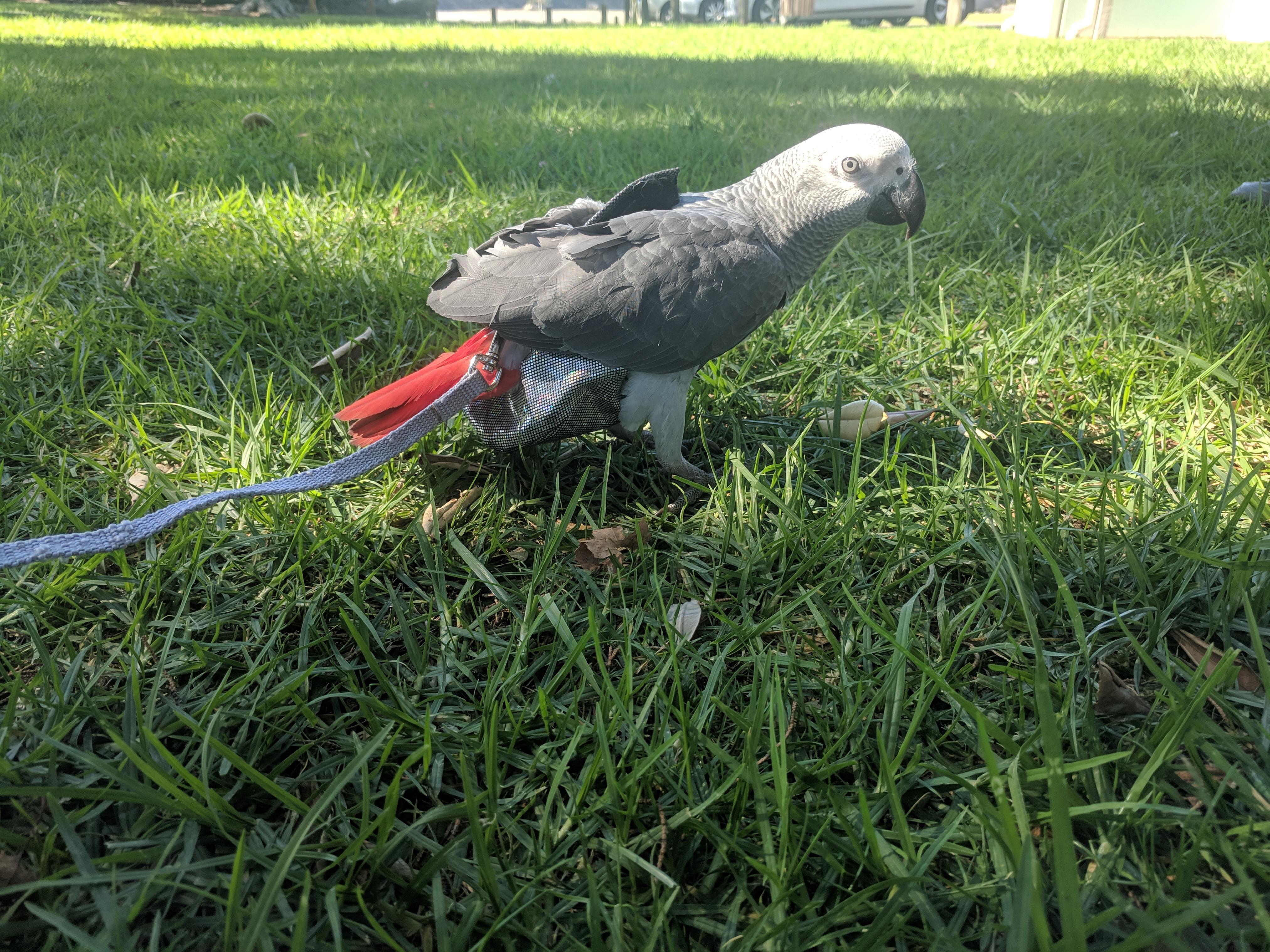 Taking Pippin for a walk | Scrolller