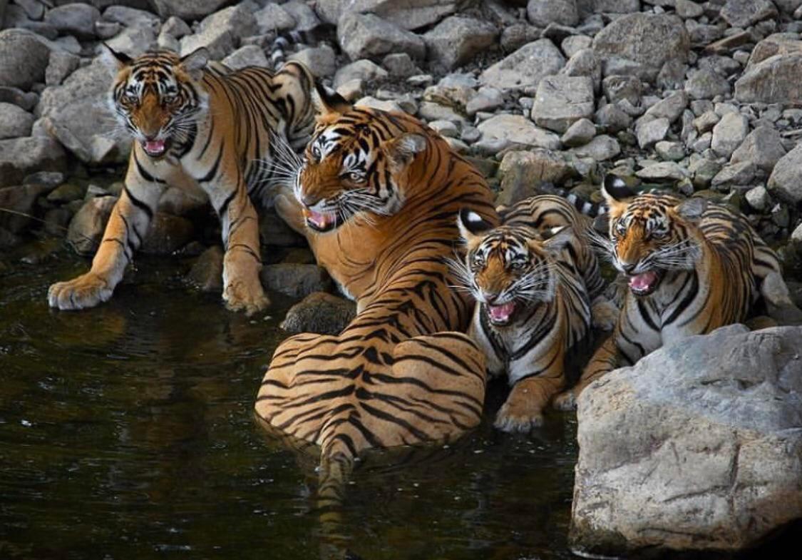 Talkative Tigers | Scrolller