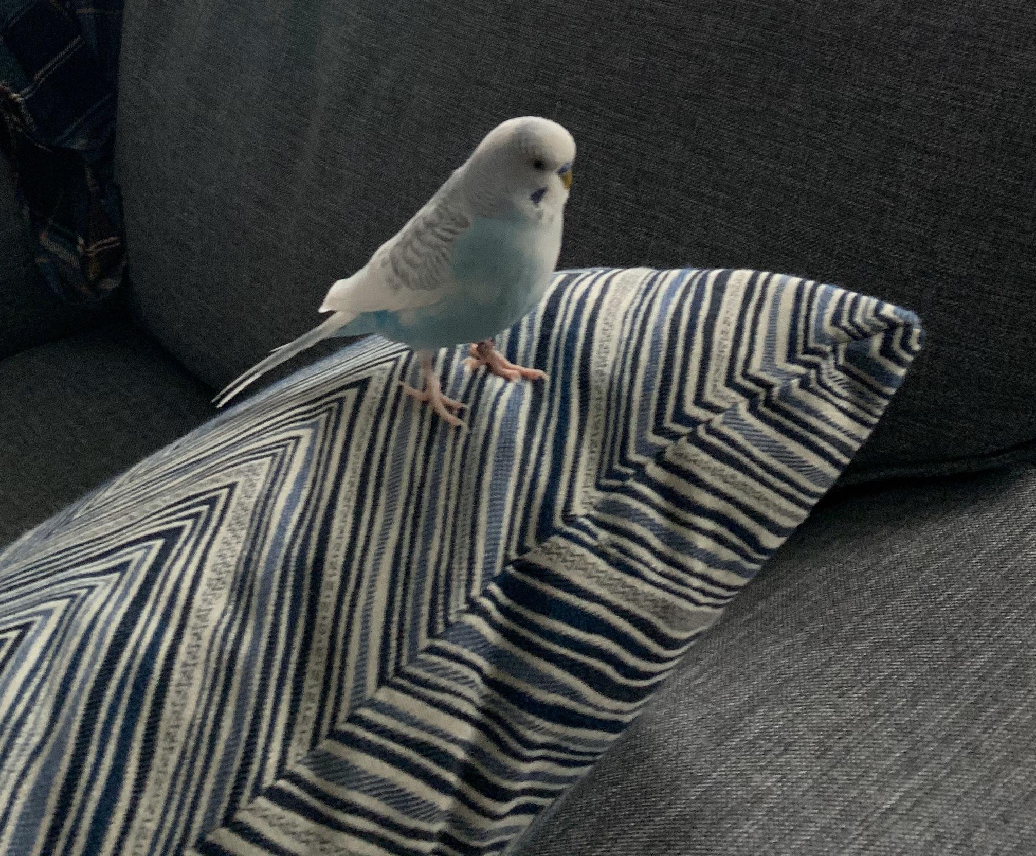 tall borb | Scrolller