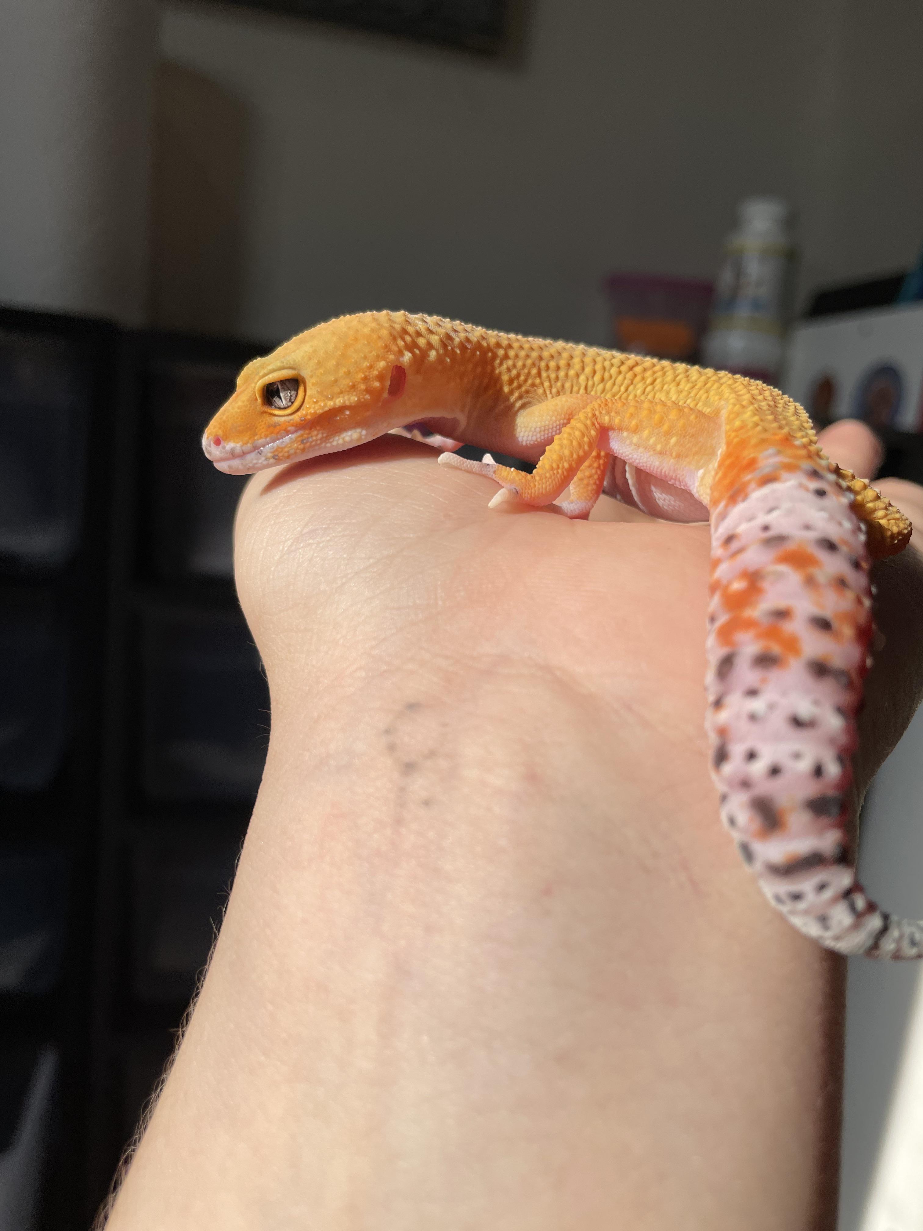 Tangerine Eclipse Leopard Gecko “Diem” | Scrolller