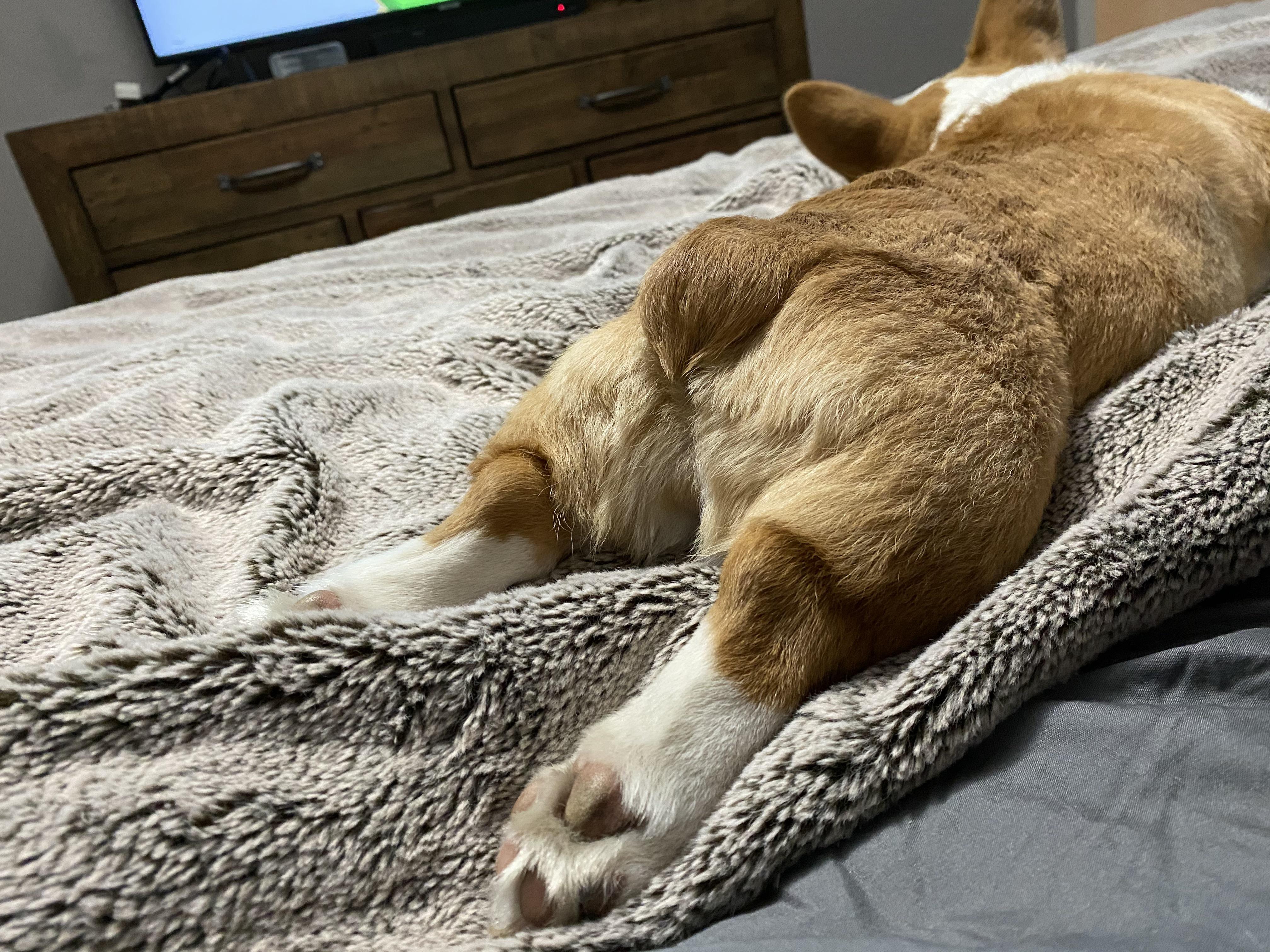 Tater Tot’s tater tots | Scrolller