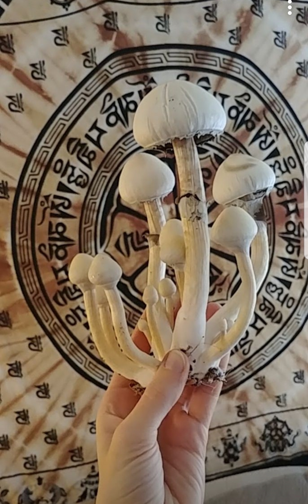 [Technique] A beautiful specimen! 🍄 | Scrolller