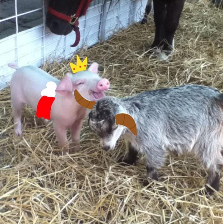 Technoblade VS Jschlatt revealed! | Scrolller