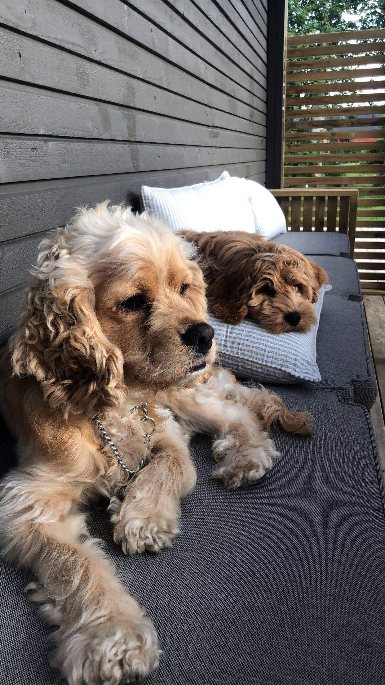 Teddy And Stella ️ Scrolller