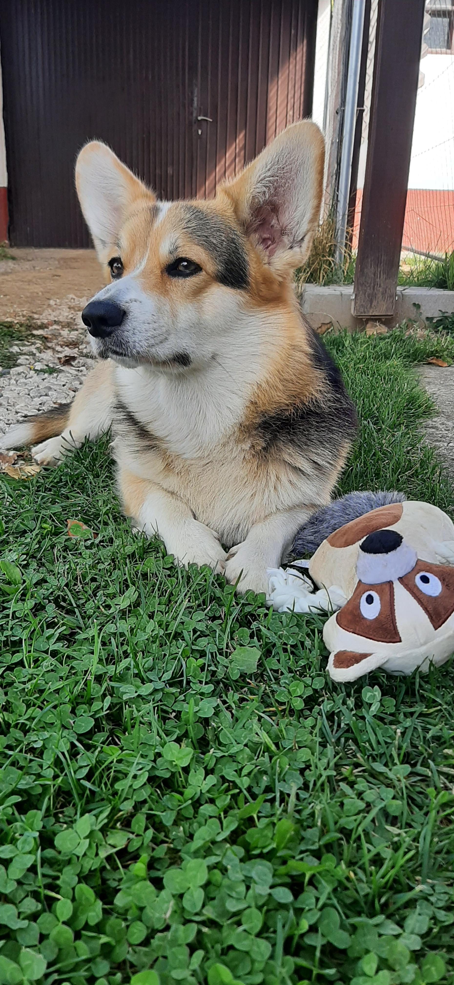 Teddy...🦊 | Scrolller