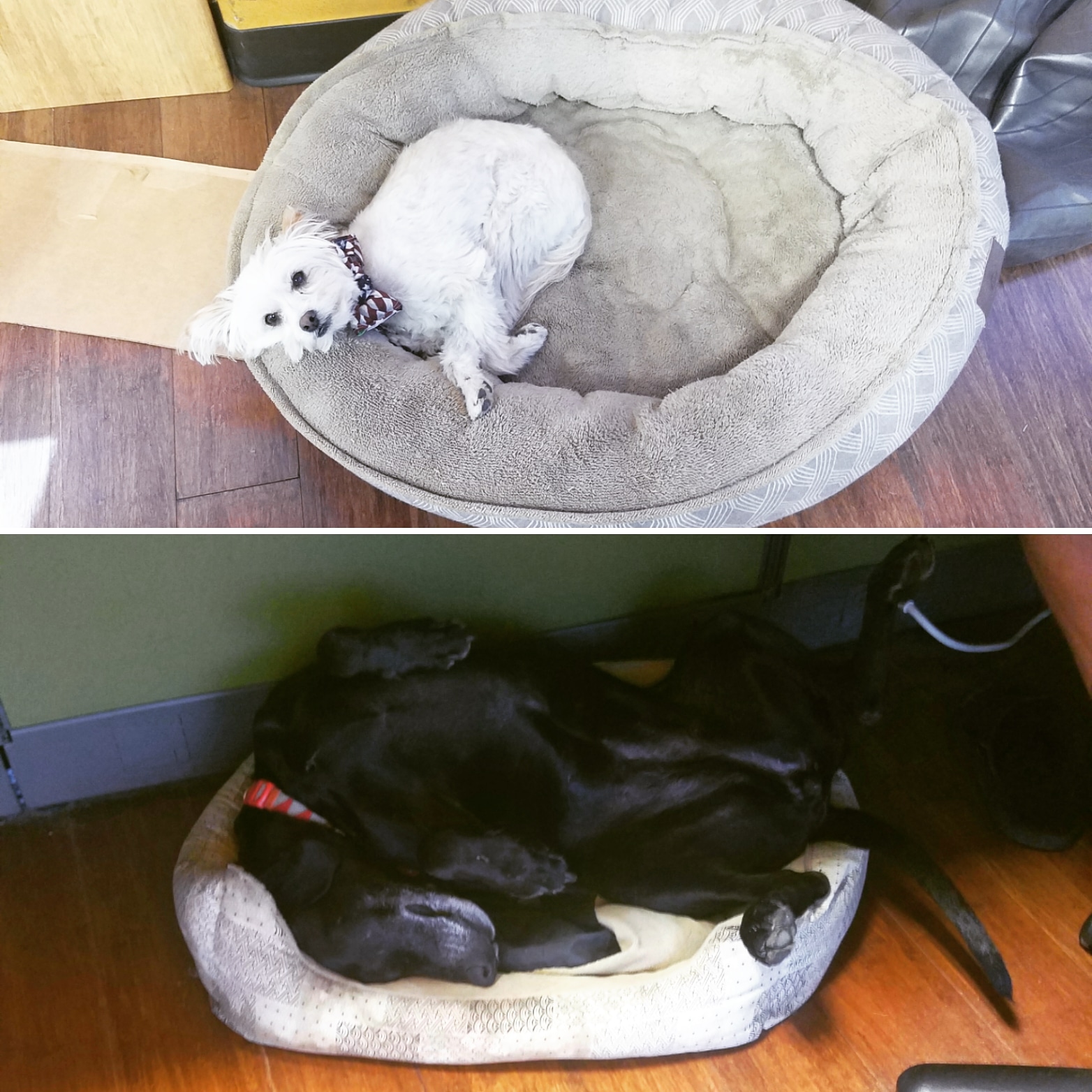 Teddy has no shame when it comes to stealing his sister's bed. | Scrolller