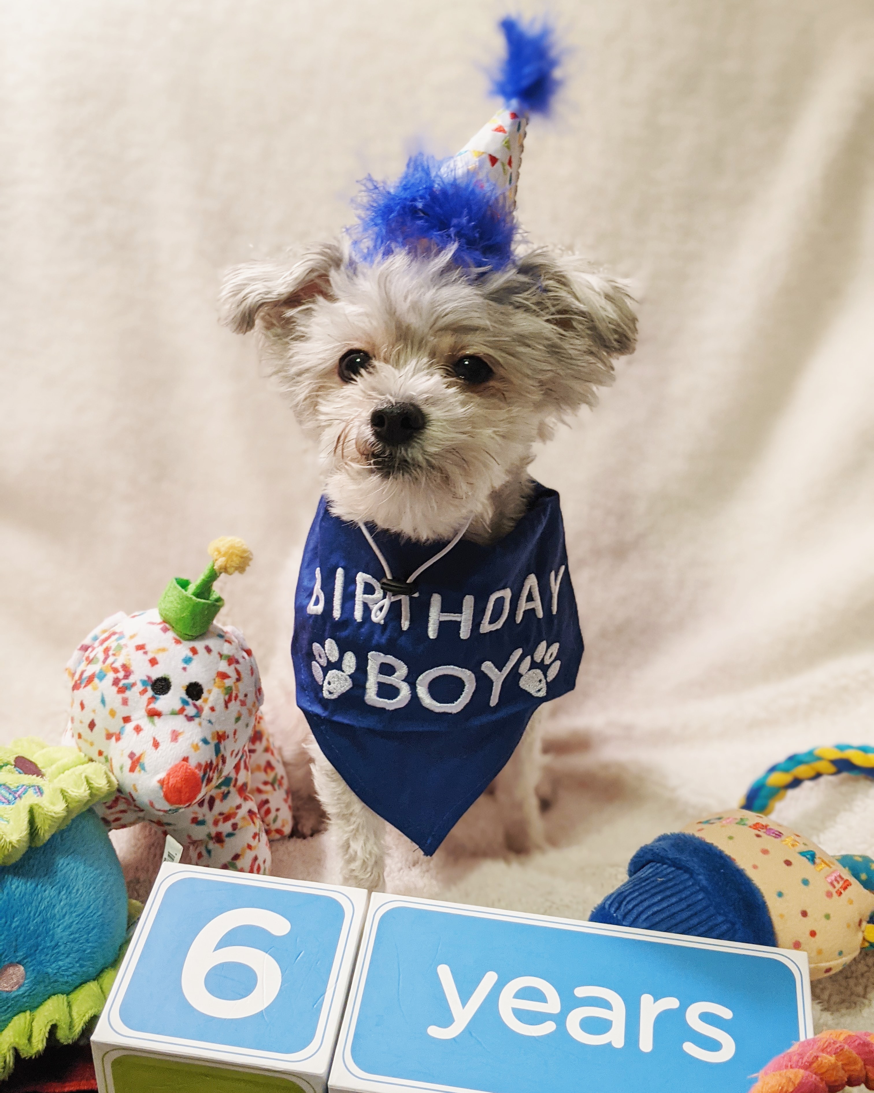 Teddy turned 6 today and he's the best pal I've ever had! | Scrolller