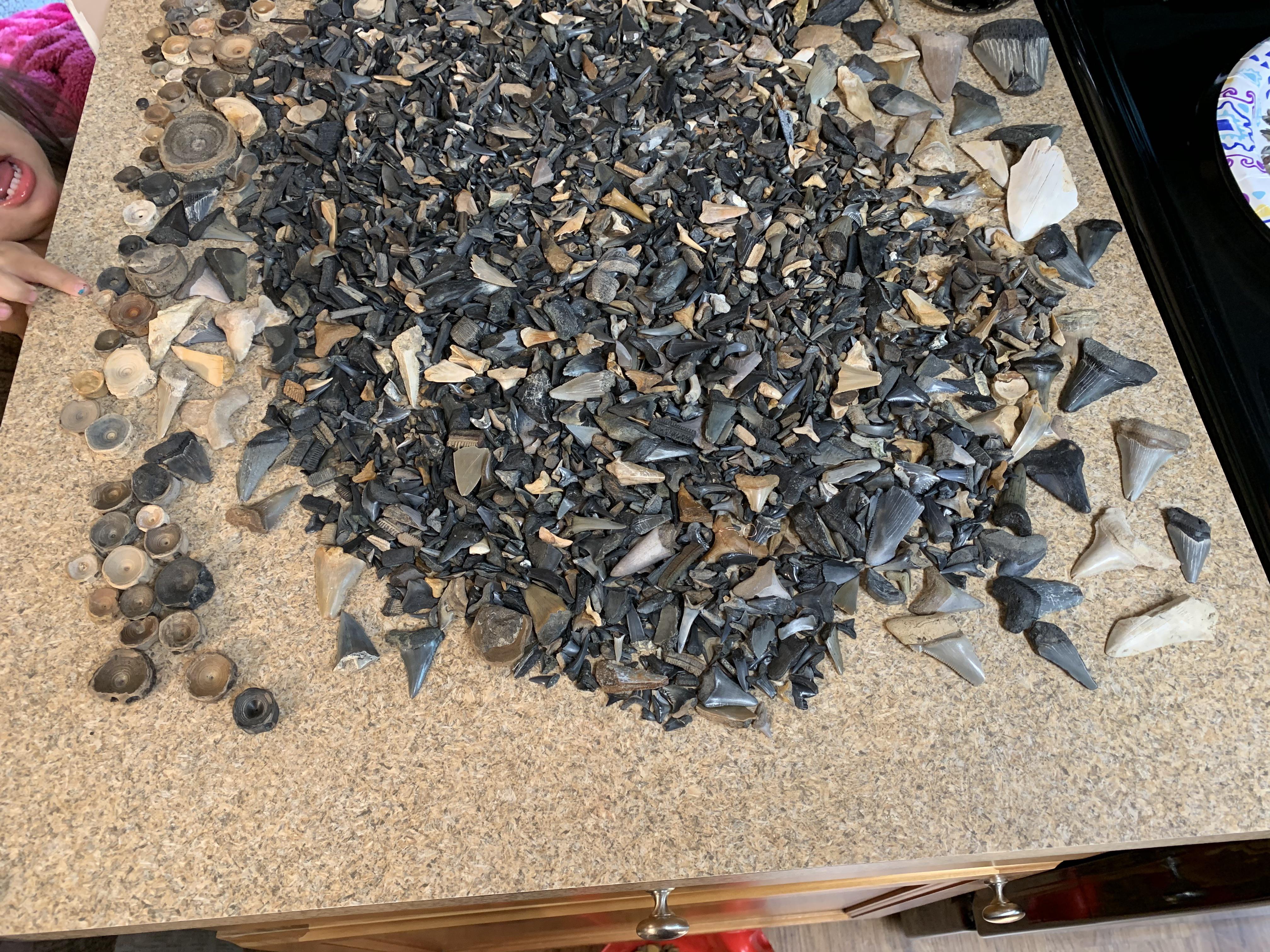 Teeth and Vertebrae Galore | Scrolller