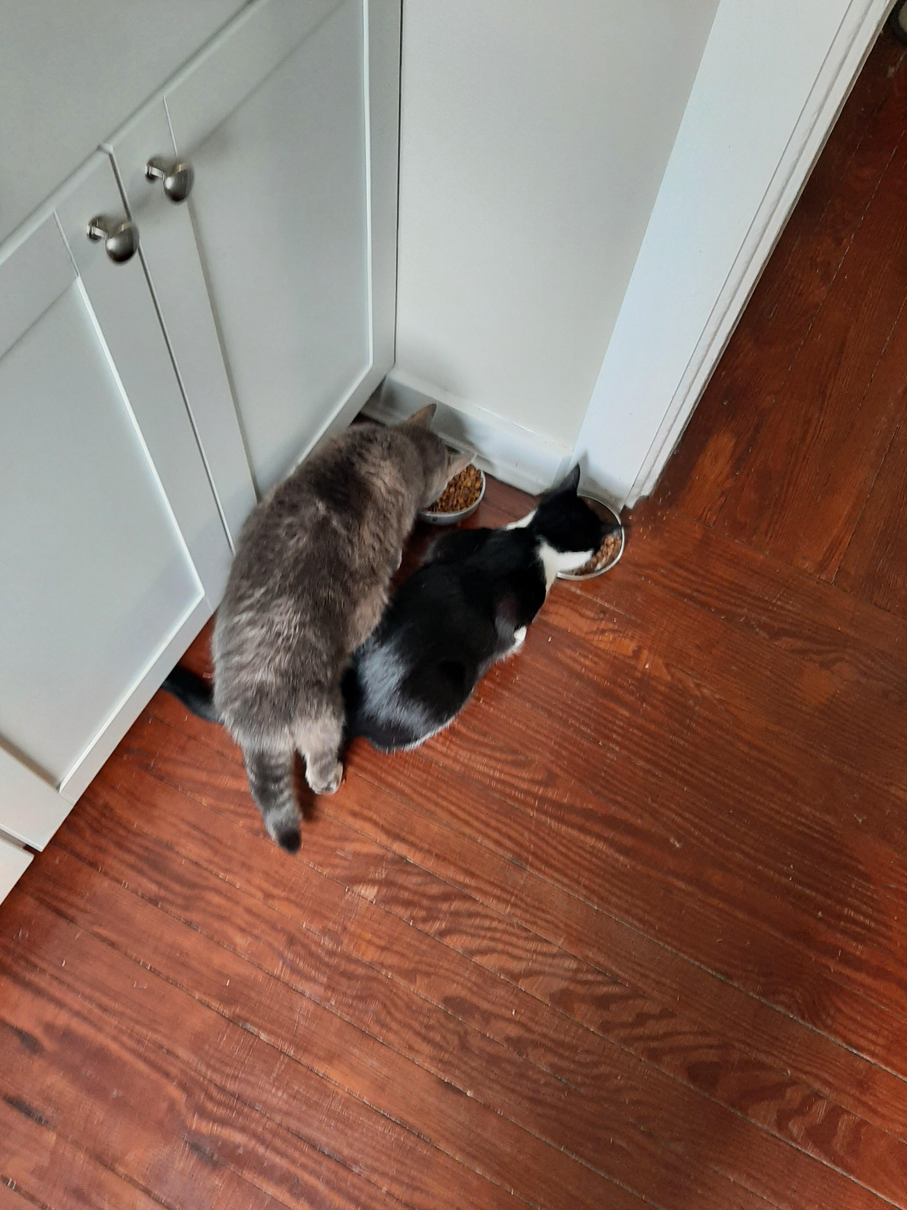 Temporary kibble truce | Scrolller