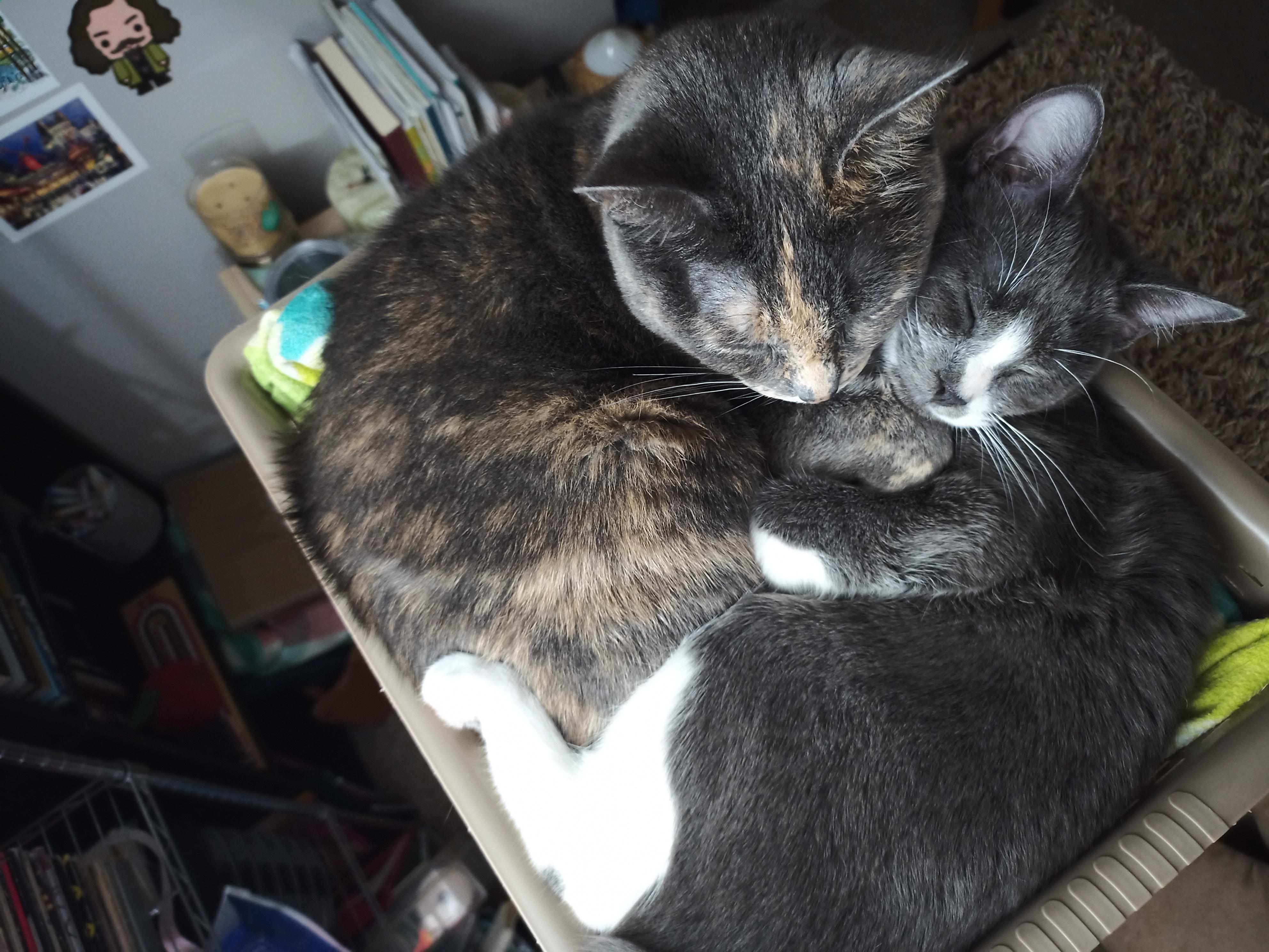 Terror by day, Cuddle buddy by night | Scrolller