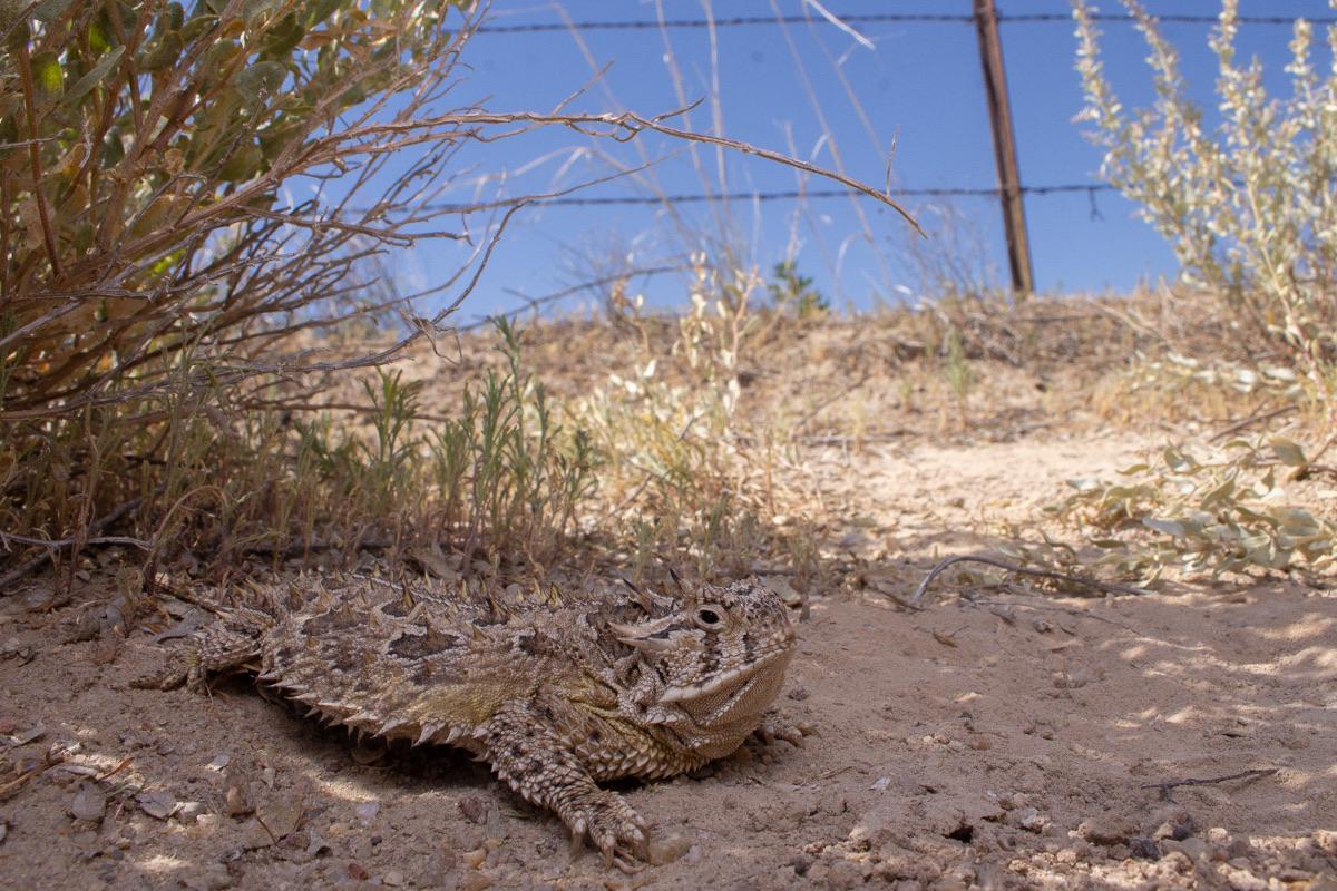 Texas horned lizard, Cochise Co. AZ | Scrolller