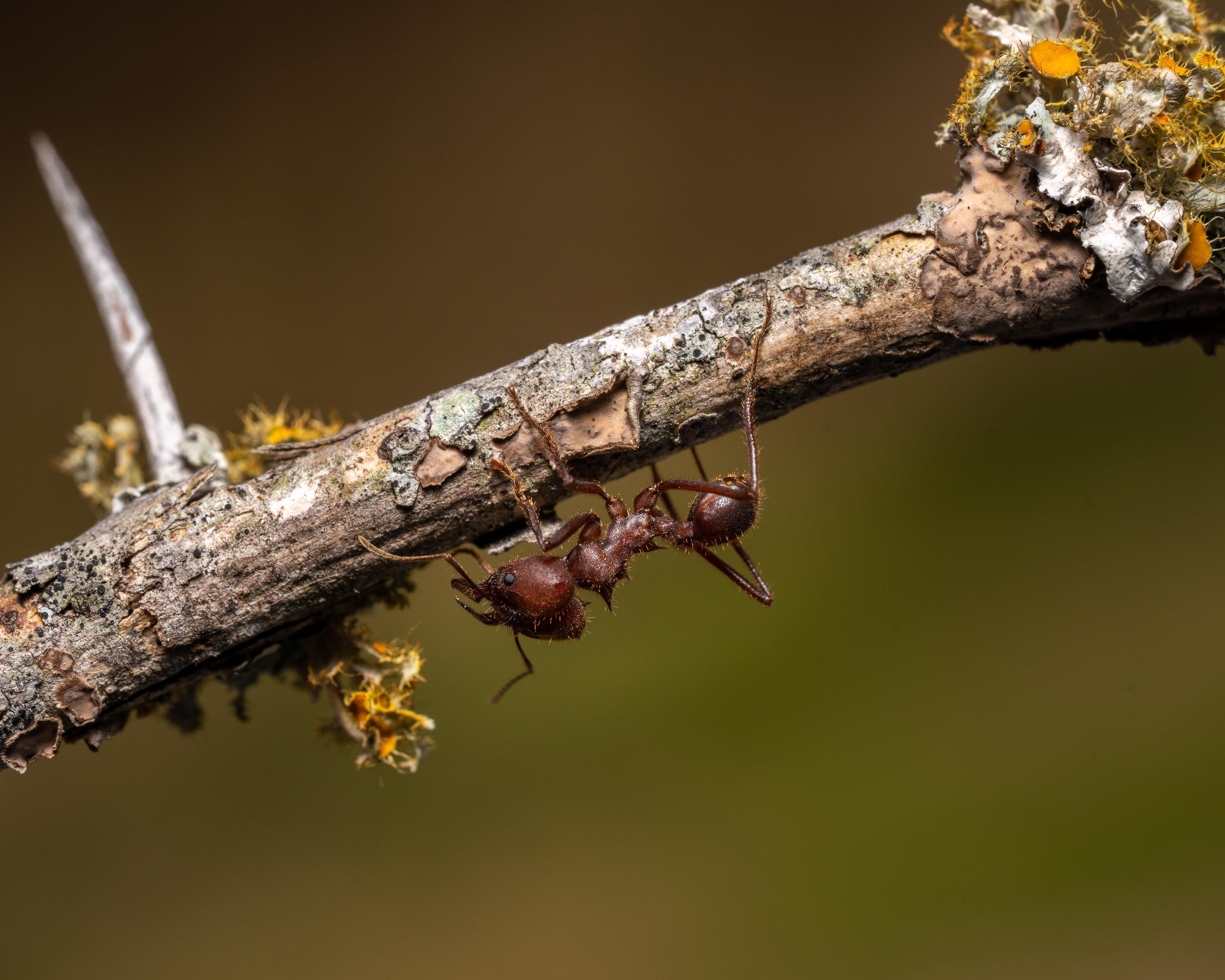 Texas Leaf-cutter Ant [OC] | Scrolller