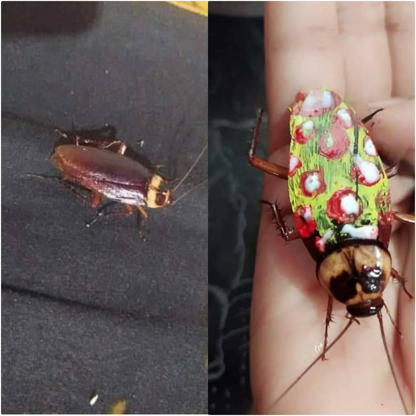 Thanks I Hate It Scrolller