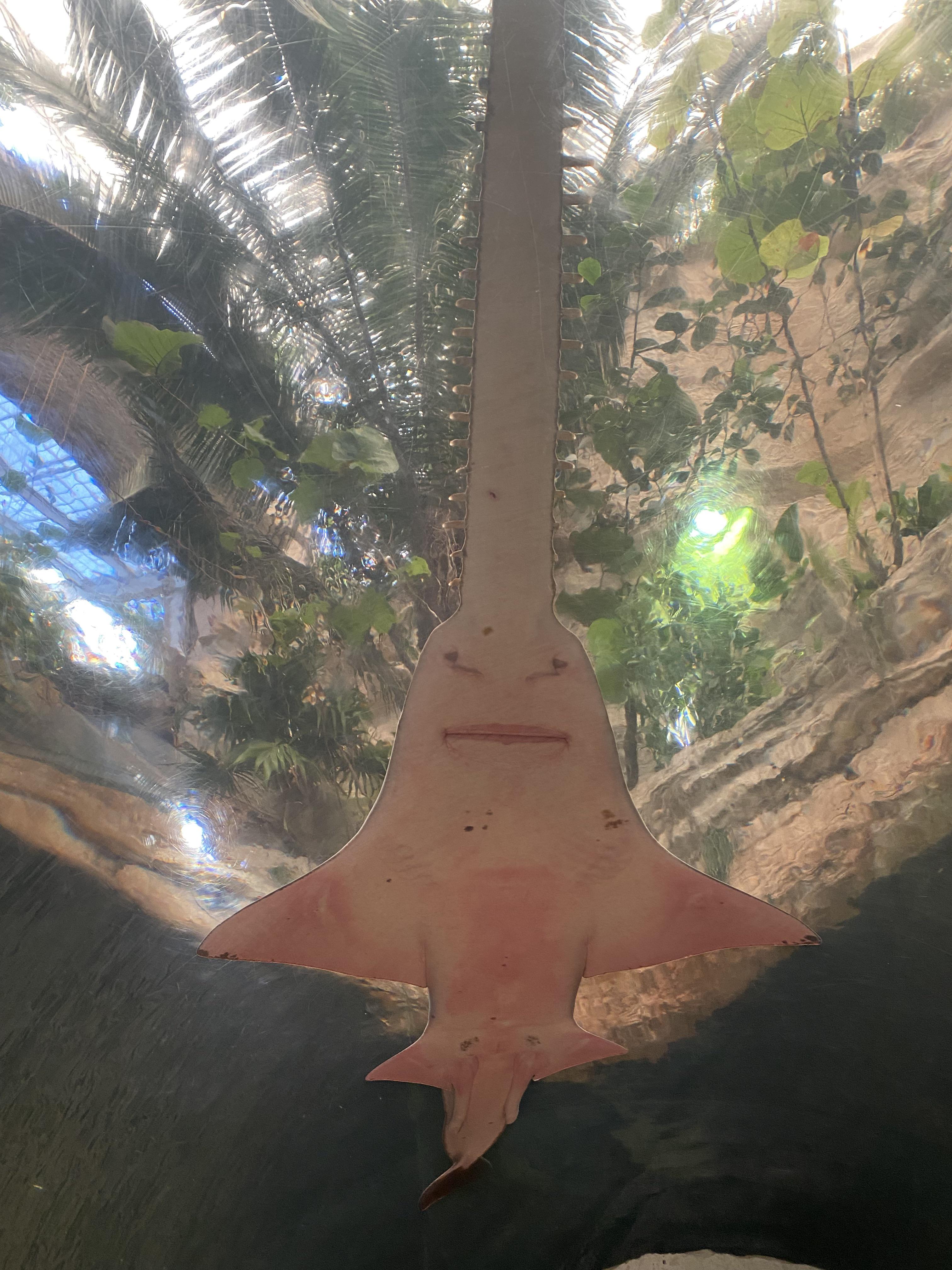 Thanks, I hate this sharks face | Scrolller Thanks, I hate this sharks face | Scrolller