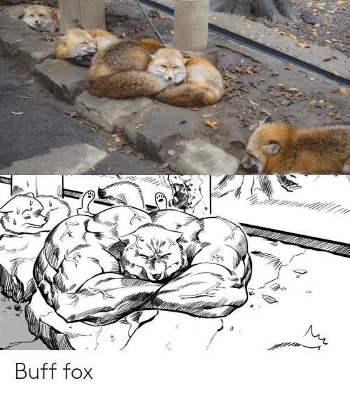 Buff fox | Scrolller