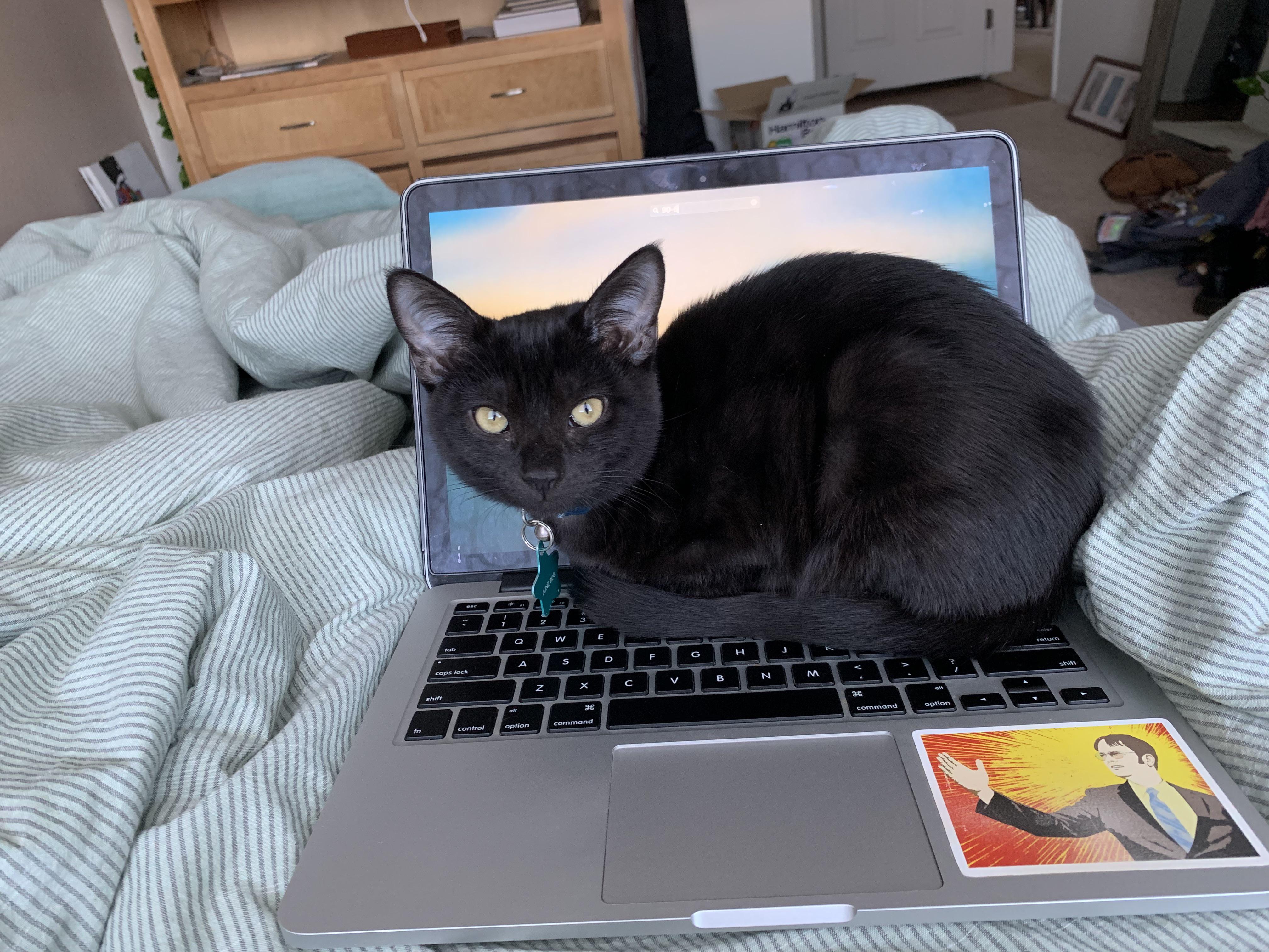 Thanks Juniper, very helpful. | Scrolller