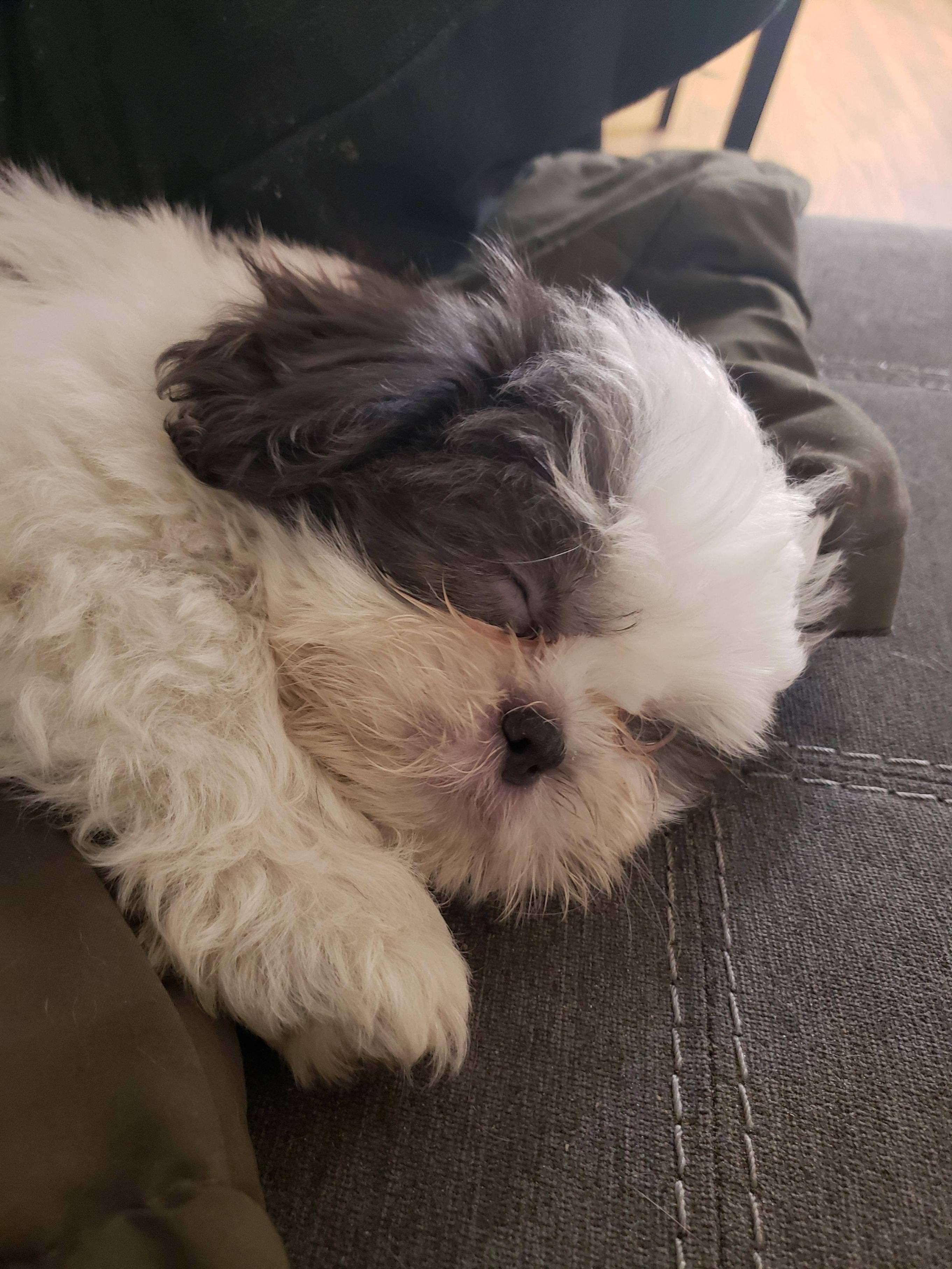 Thanos the tiny titan moves in | Scrolller