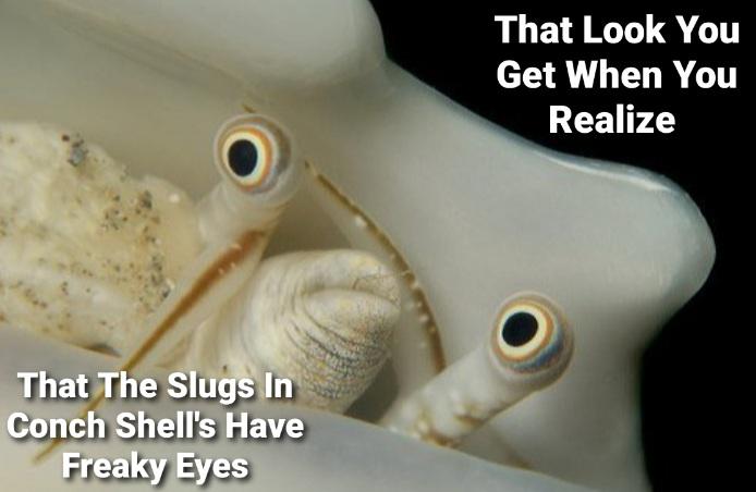 That Conch Shell Look | Scrolller