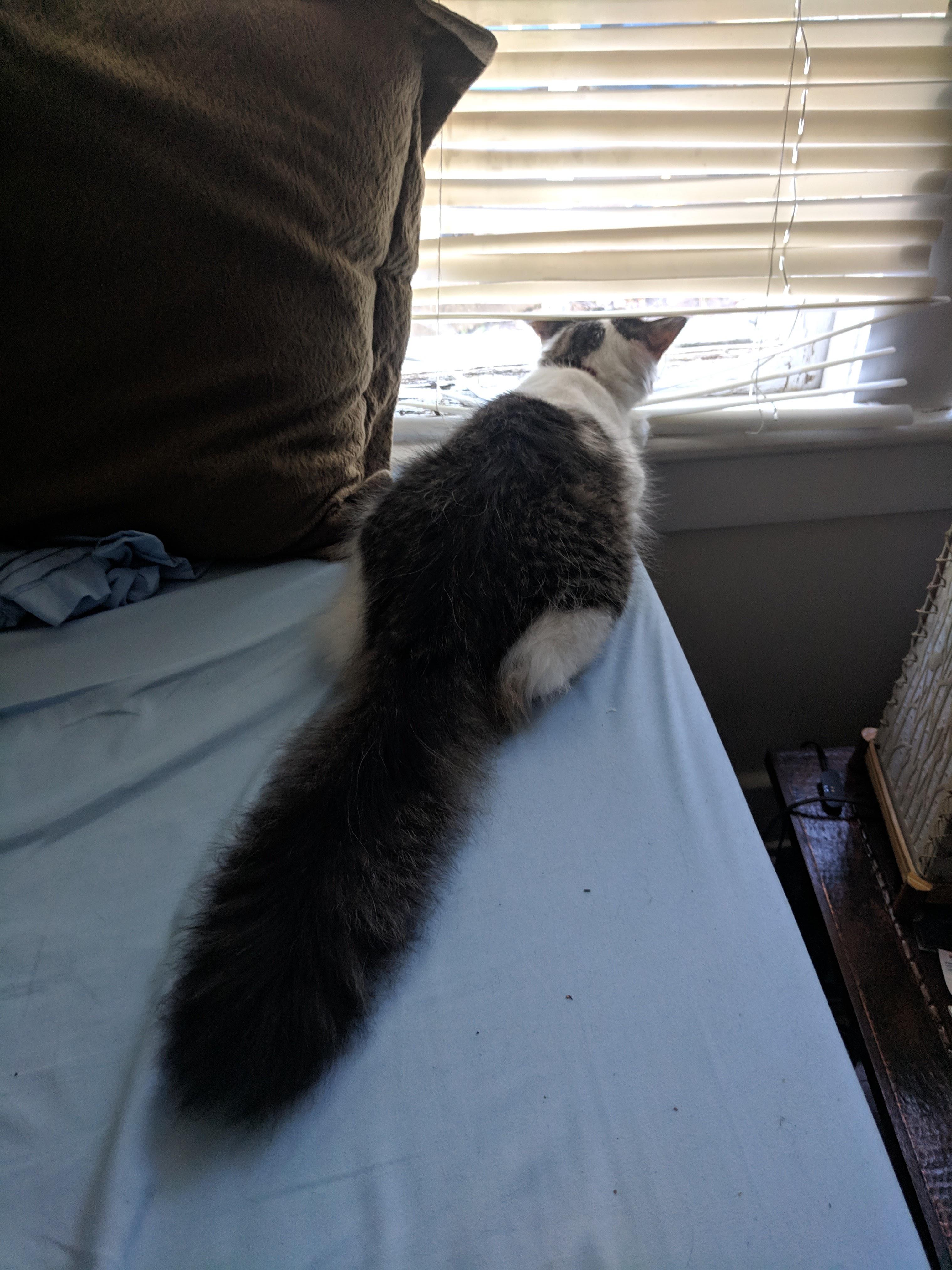 That unmistakeable beaver tail | Scrolller