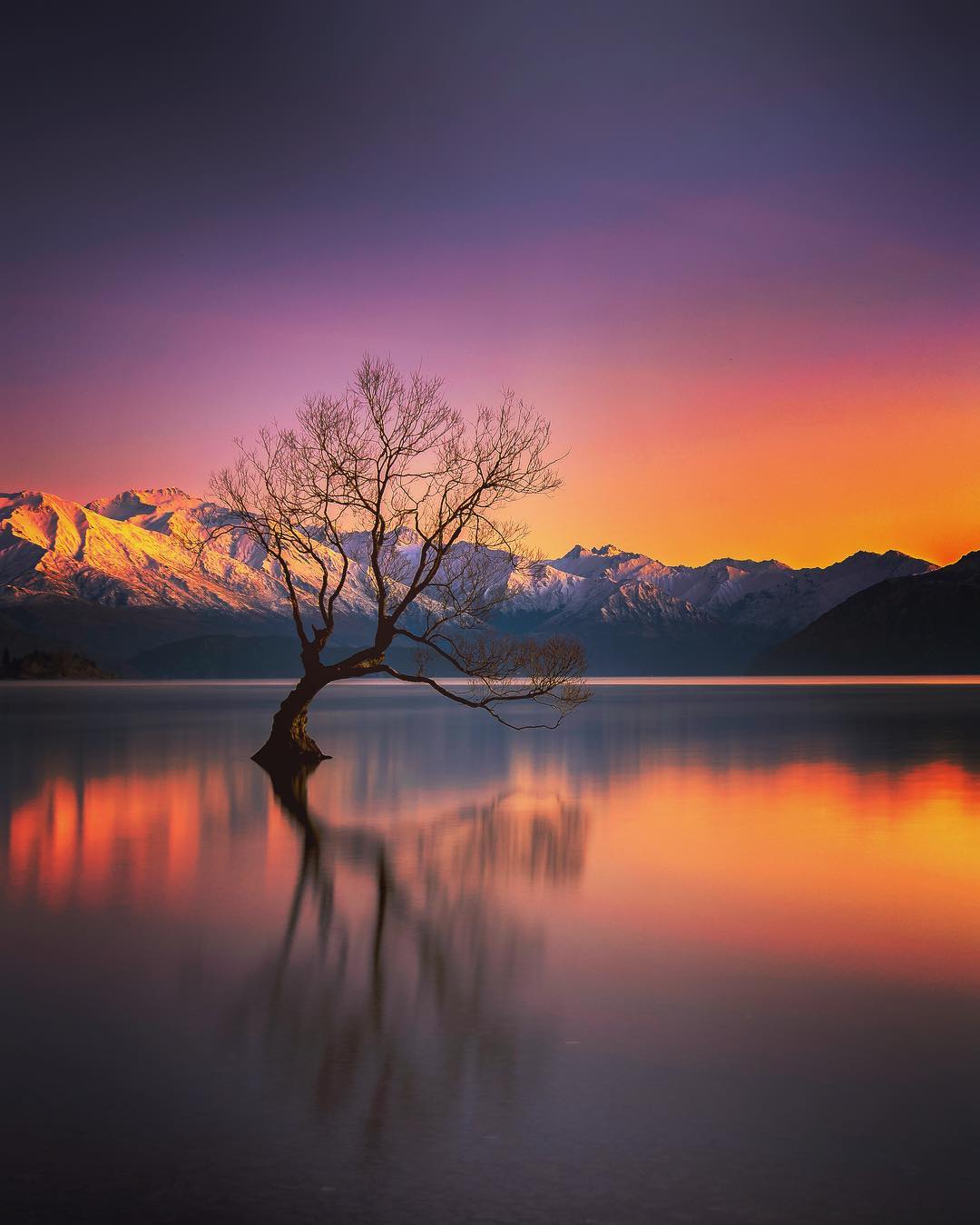 That Wanaka Tree, Wanaka - New Zealand [1350x1080][OC] | Scrolller