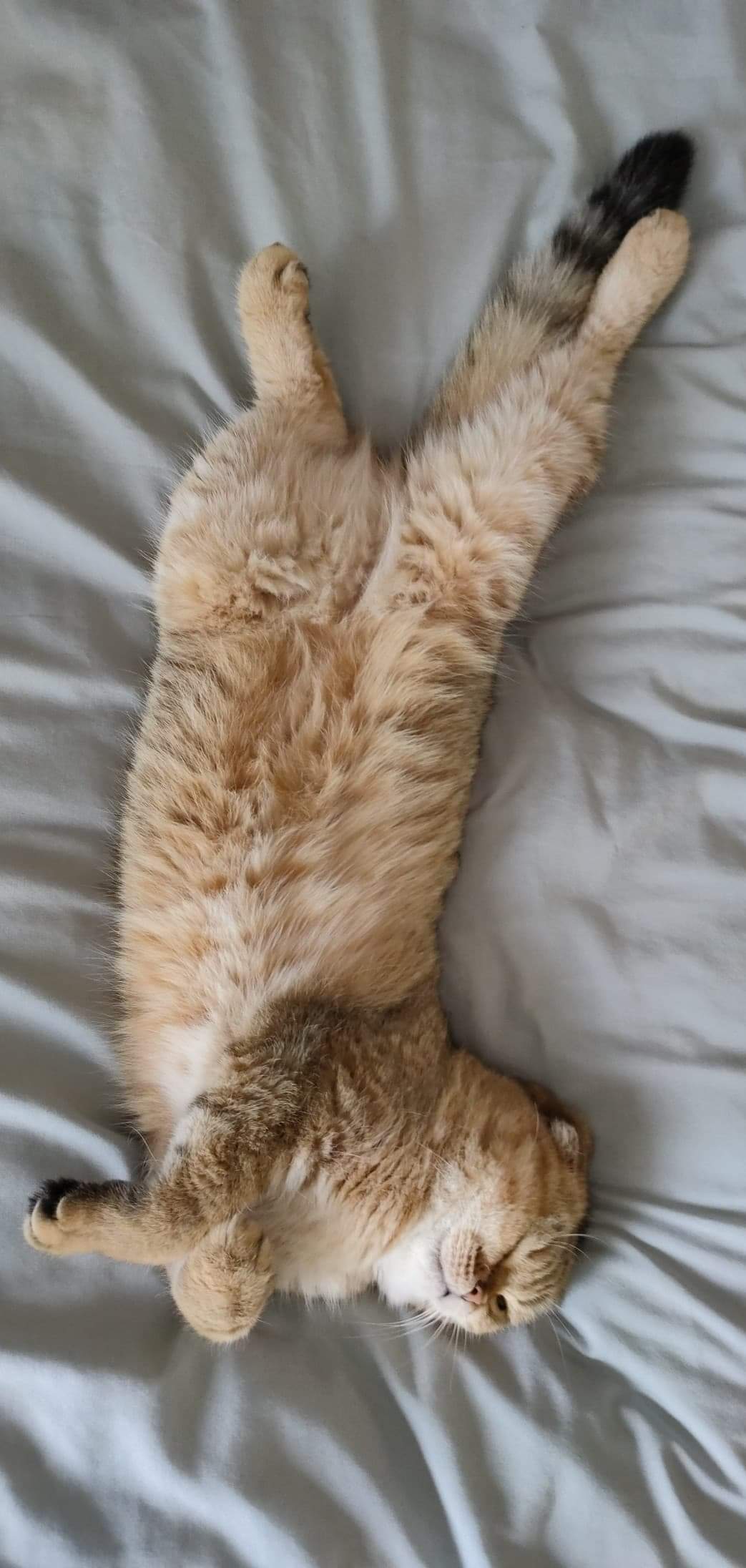 That's how she likes to sleep. | Scrolller