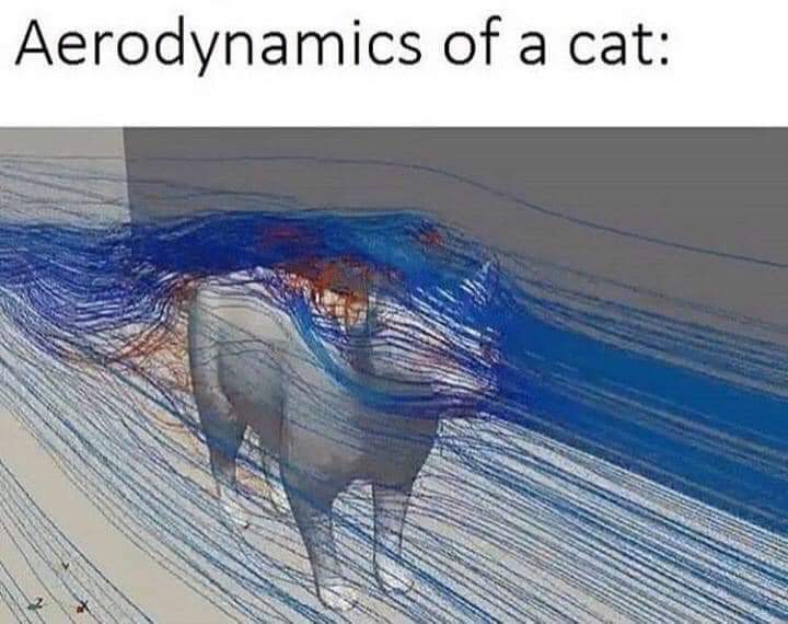 That's one aerodynamic cat. | Scrolller