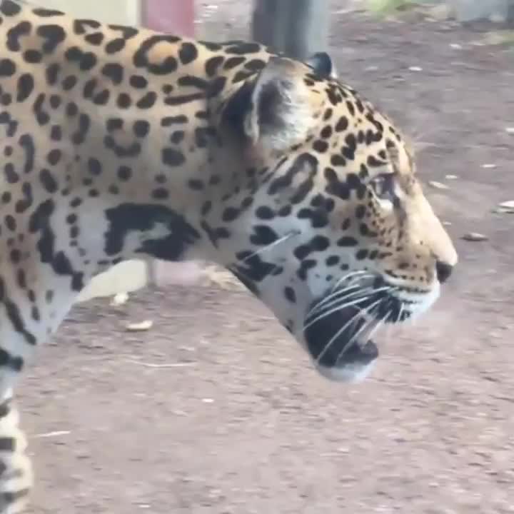 That's one handsome jaguar | Scrolller