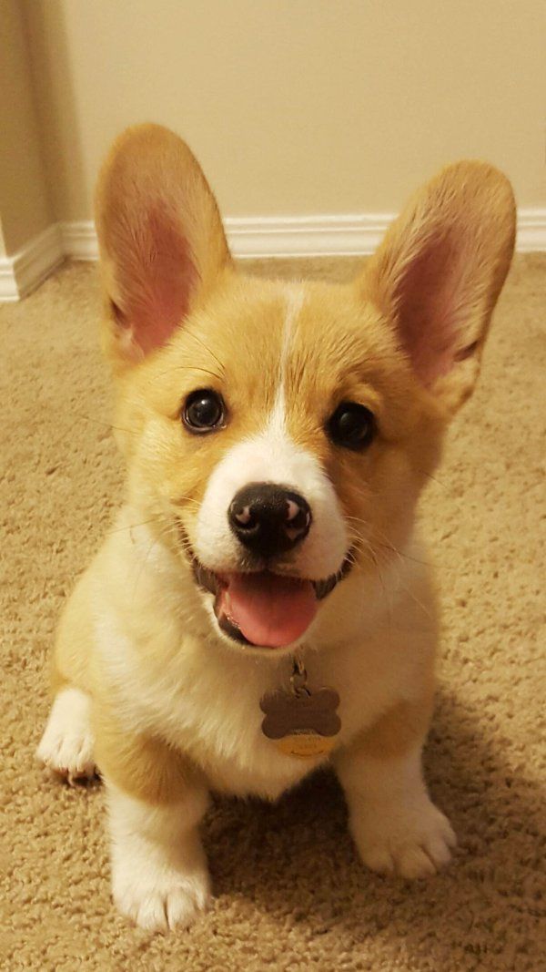 That's one happy little pup | Scrolller