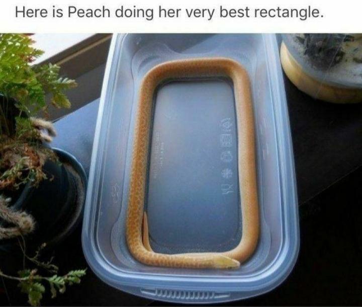 That's the best rectangle I've ever seen | Scrolller