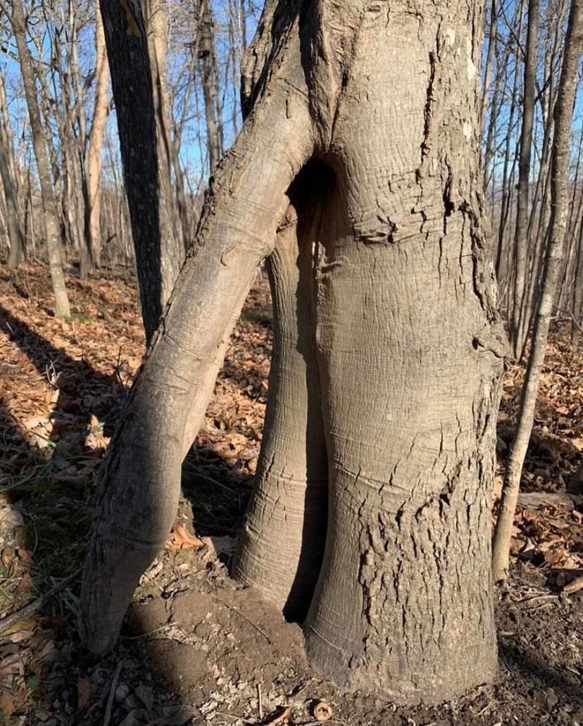 THE BABY TREE | Scrolller