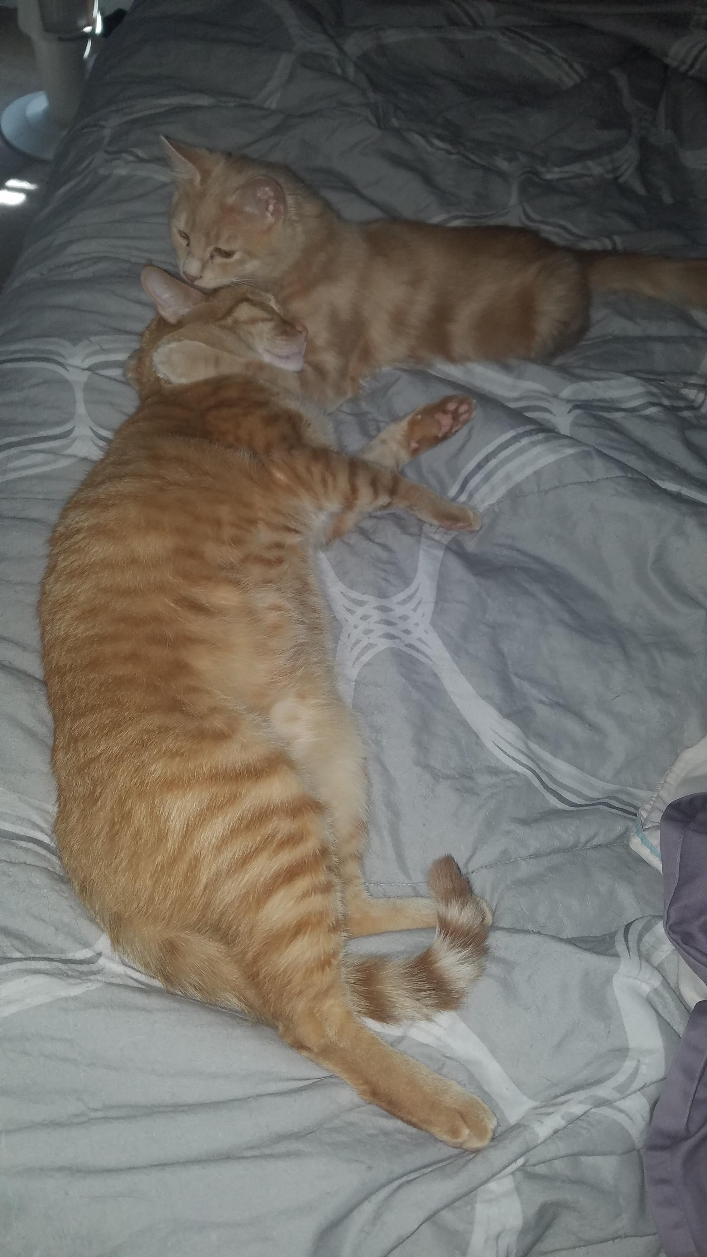 The Baron and his protege, Goober | Scrolller