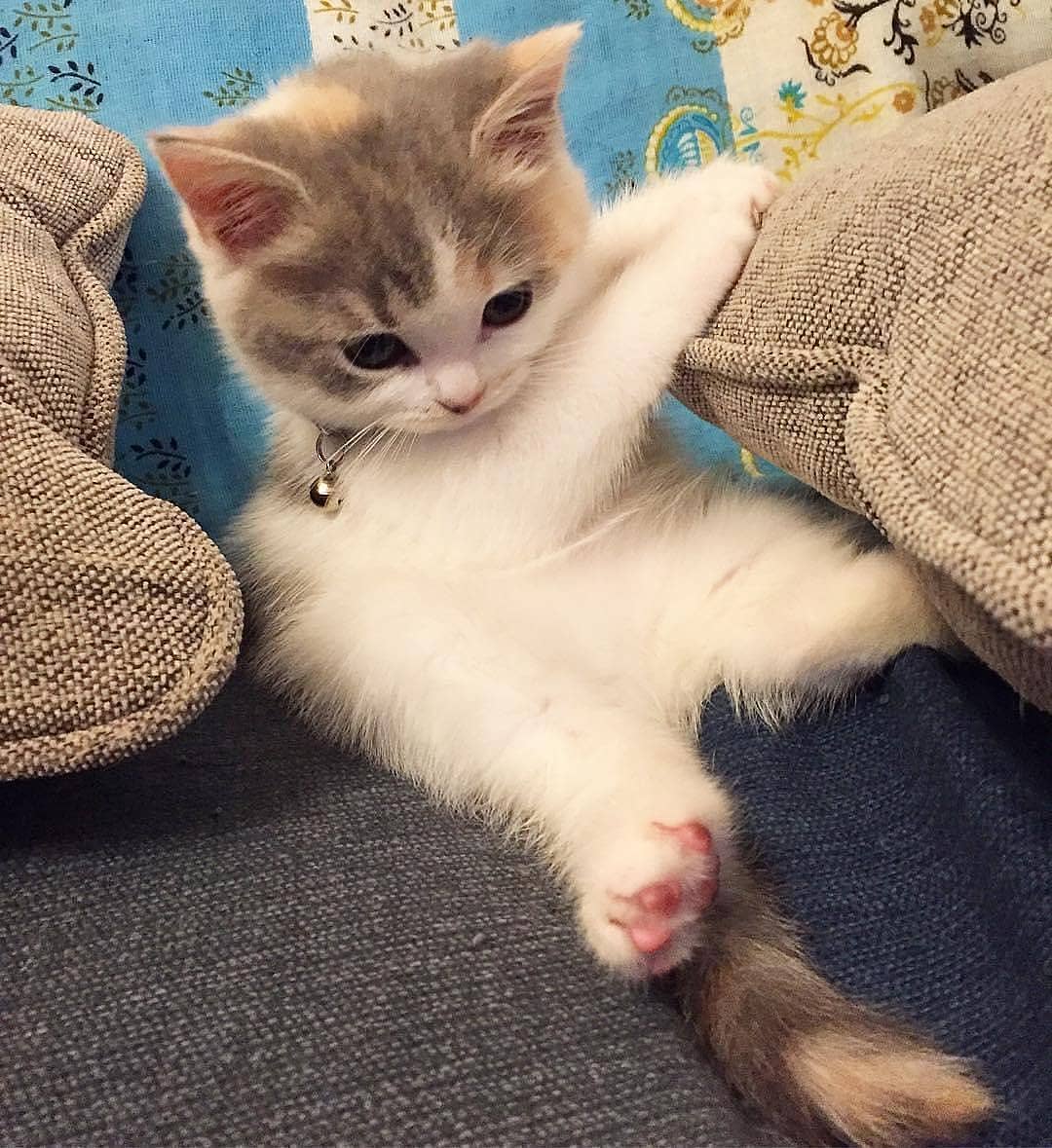 The bed is all mine! | Scrolller