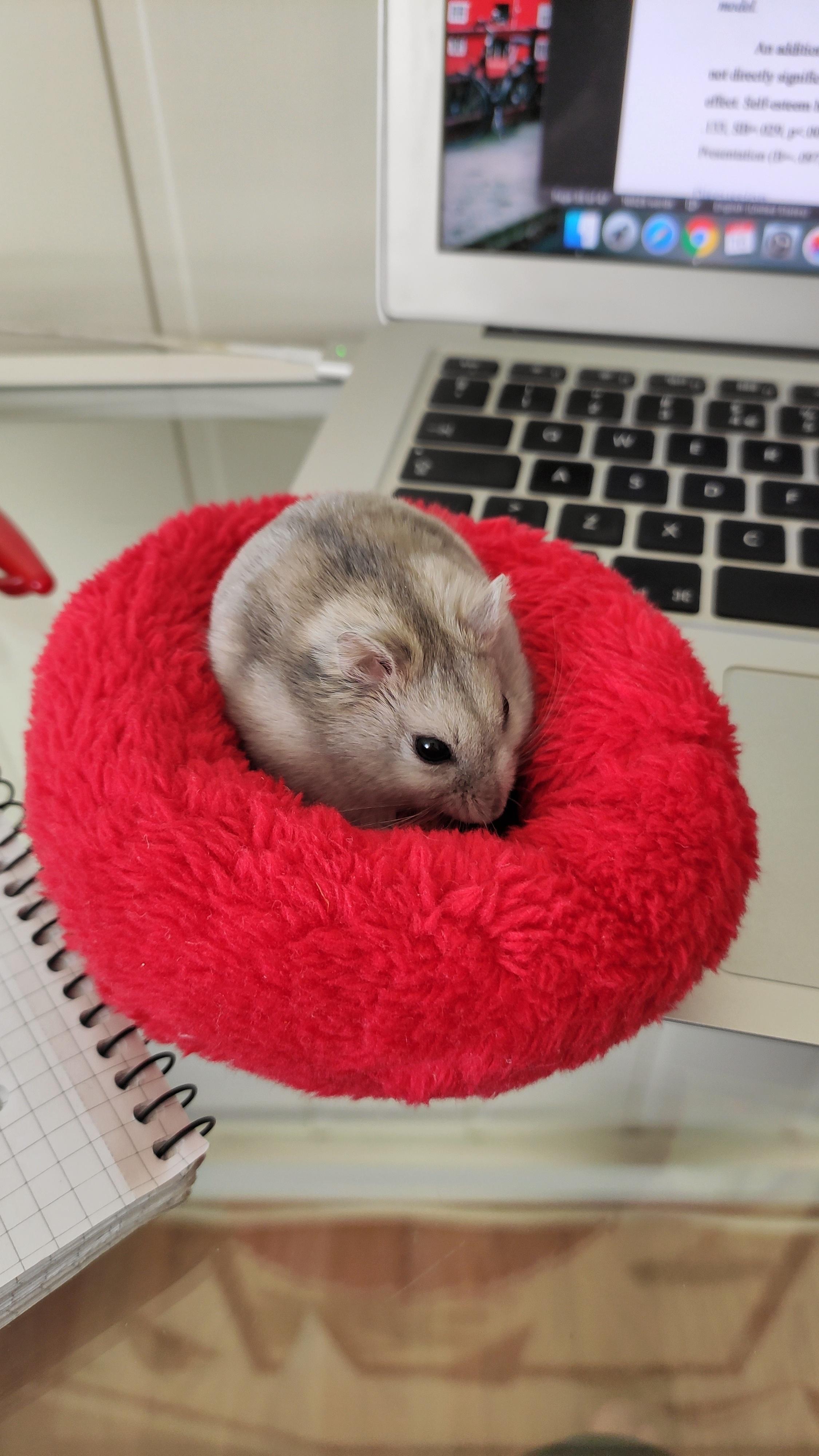 The best company during mandatory home office | Scrolller