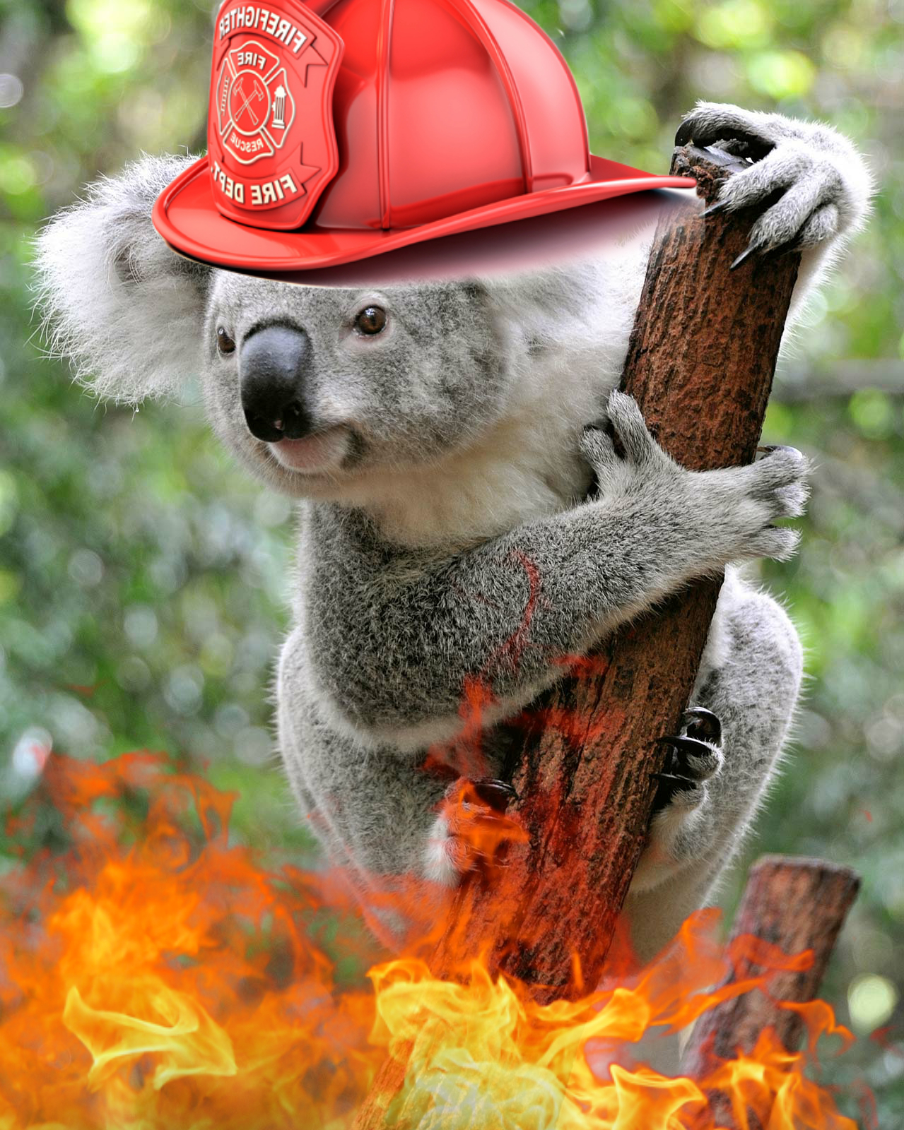 The best firefighter | Scrolller