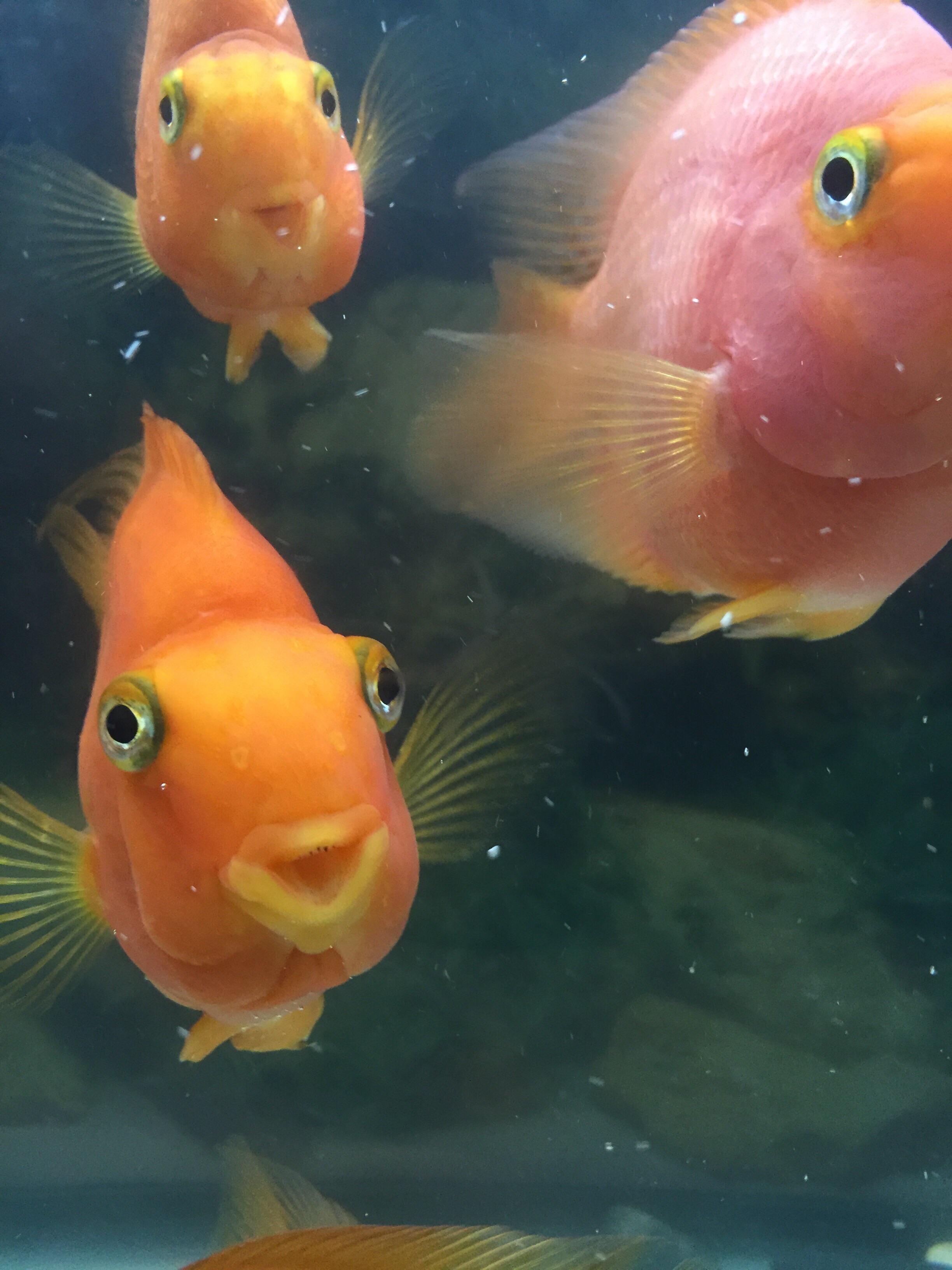 The best fish are Happy Fish | Scrolller