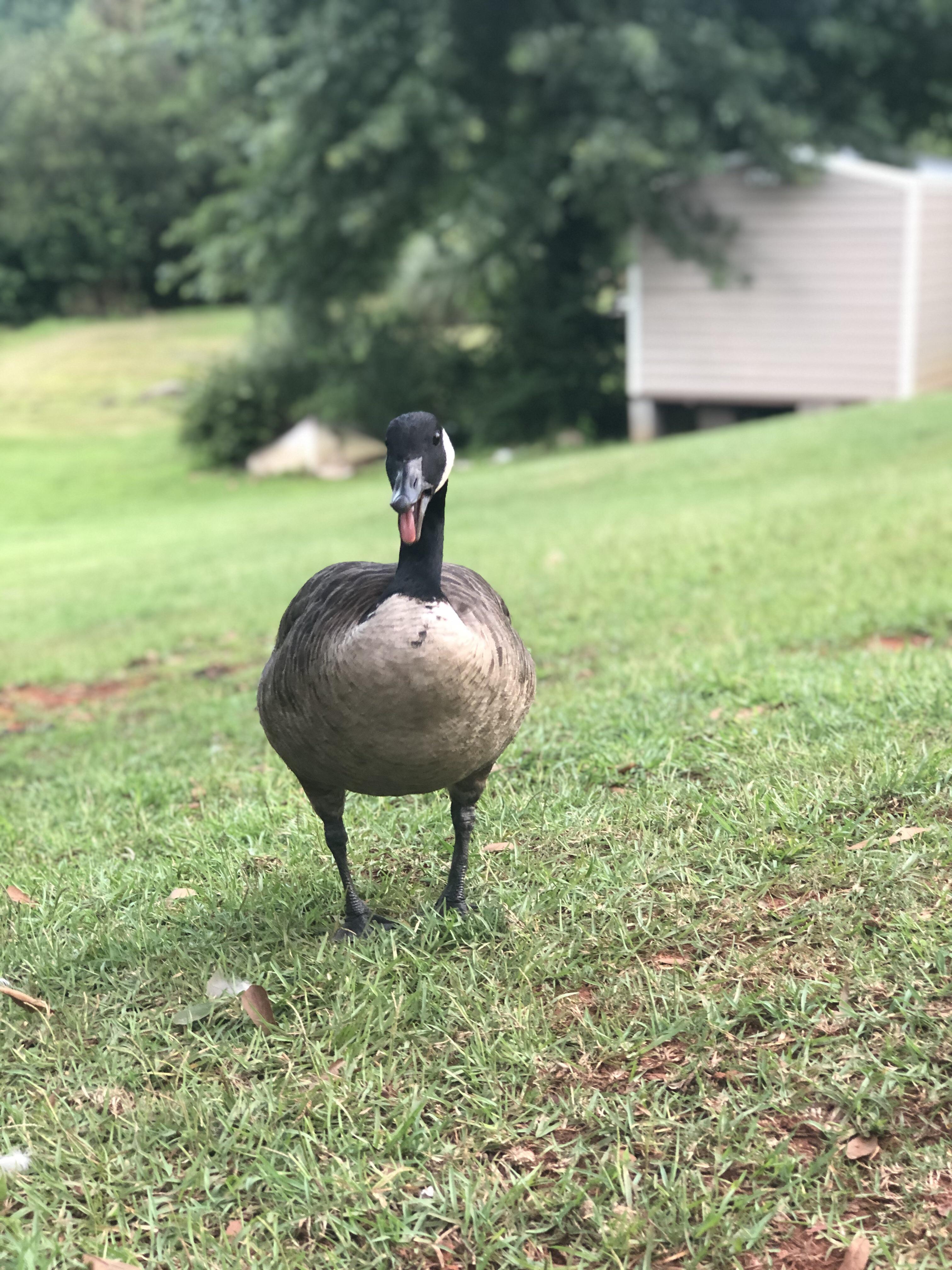 The best little goose! | Scrolller