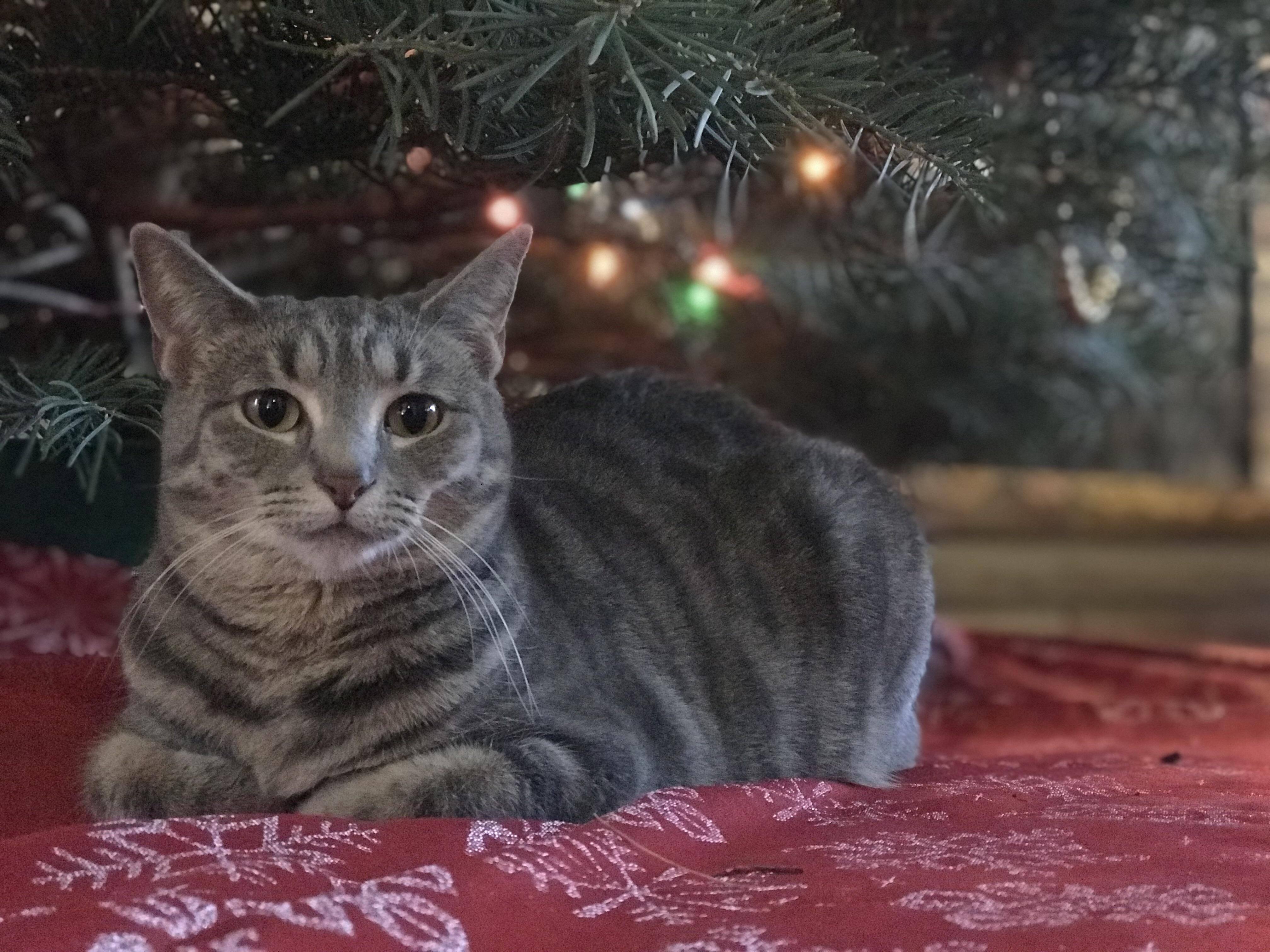 The best present under the tree! | Scrolller