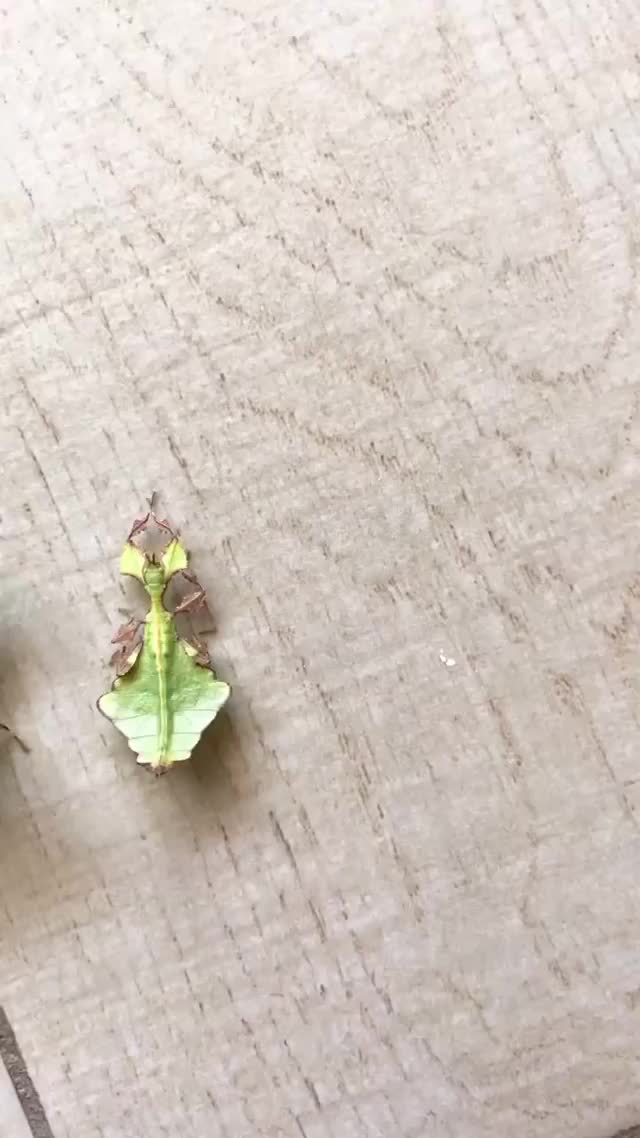 The Biggest Leaf Insect In The World Scrolller