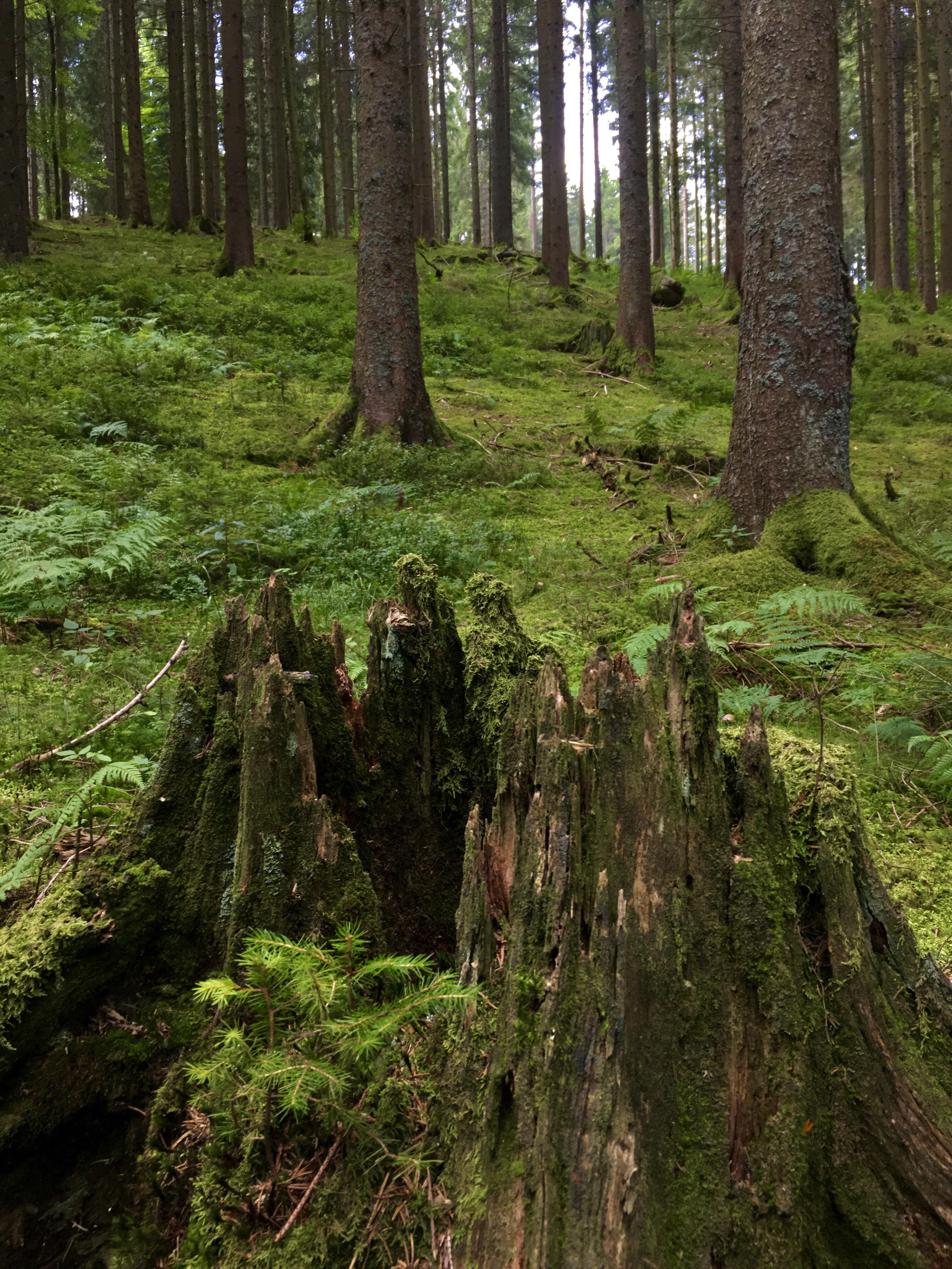 The Black Forest in Germany, a moss haven | Scrolller
