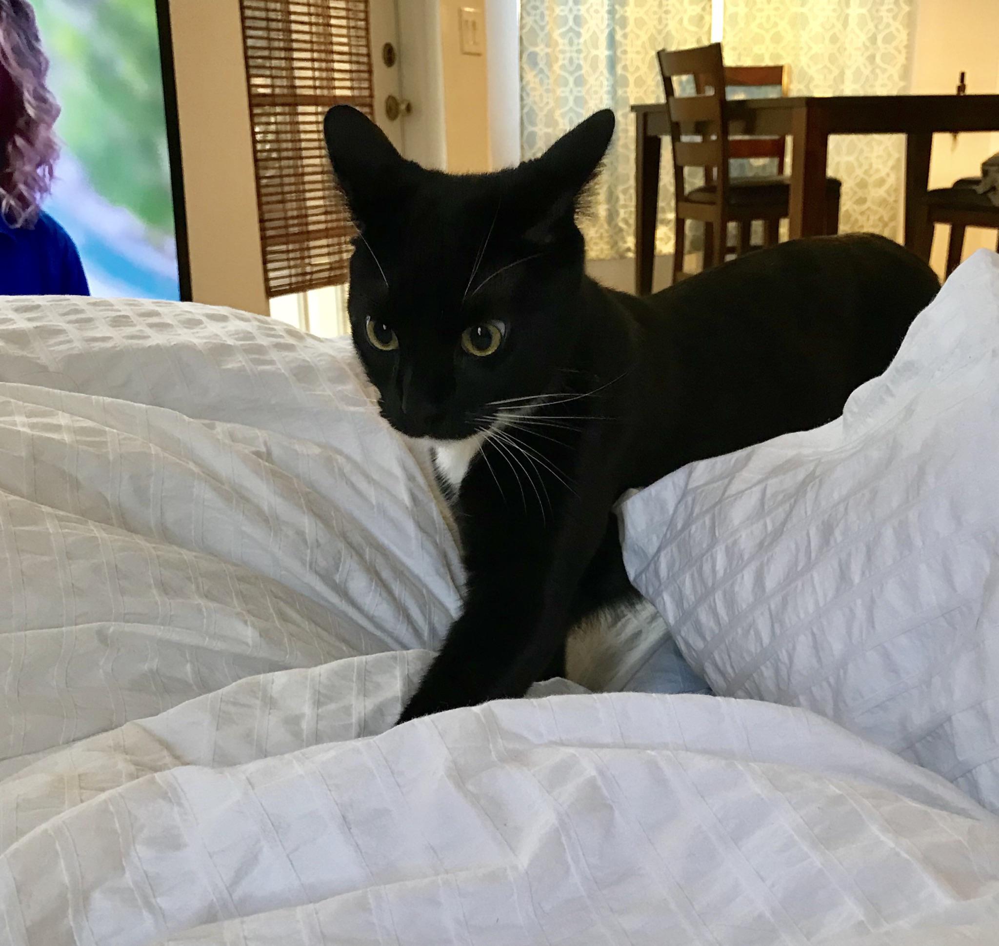 the blanket made a cromch noise | Scrolller