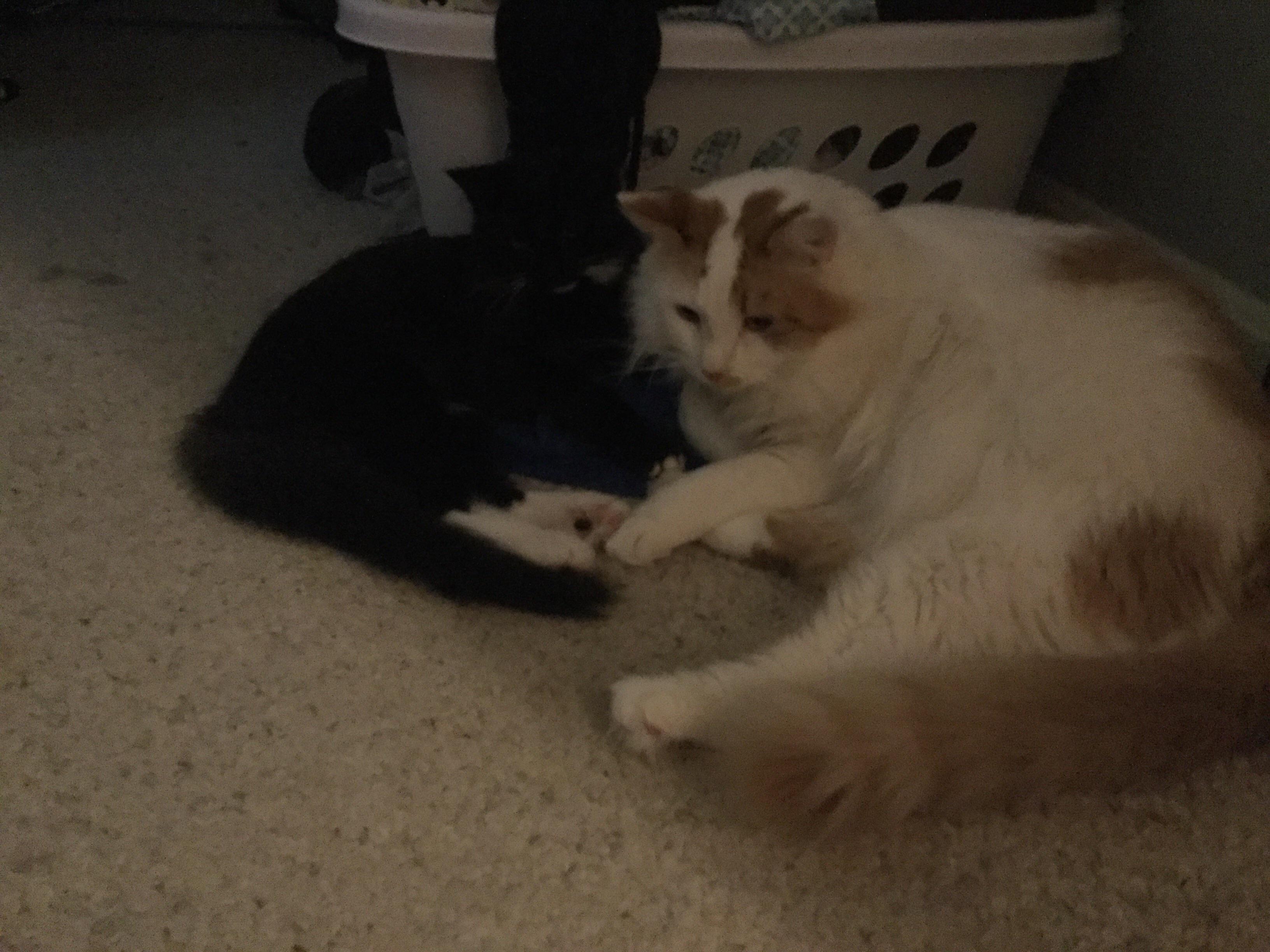 The bros be chillin | Scrolller