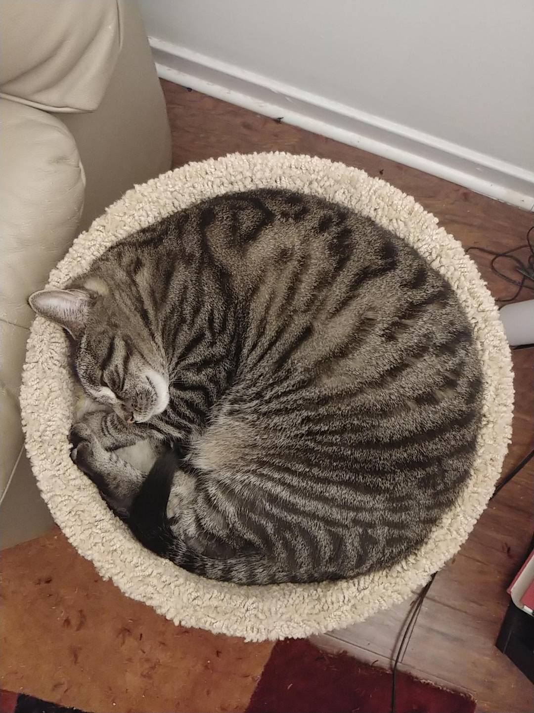The cat is the circle is not the circle | Scrolller