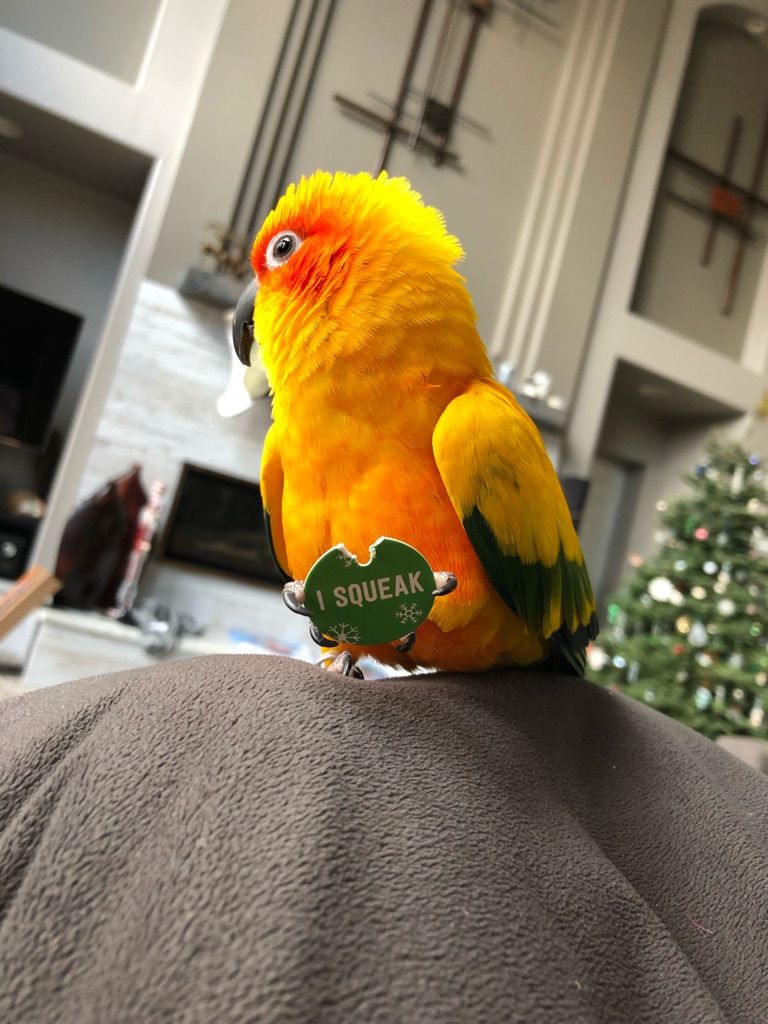 The caution tag all sun conures should come with. | Scrolller