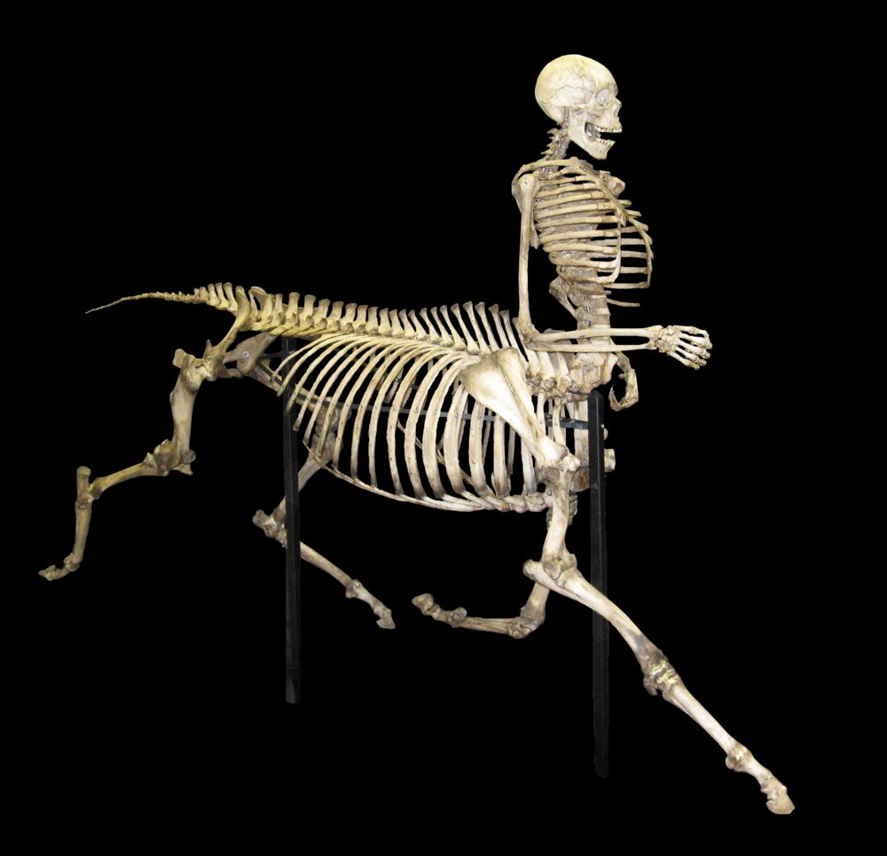 "The Centaur of Tymfi". Centaur skeleton prepared and articulated by Skulls Unlimited ...
