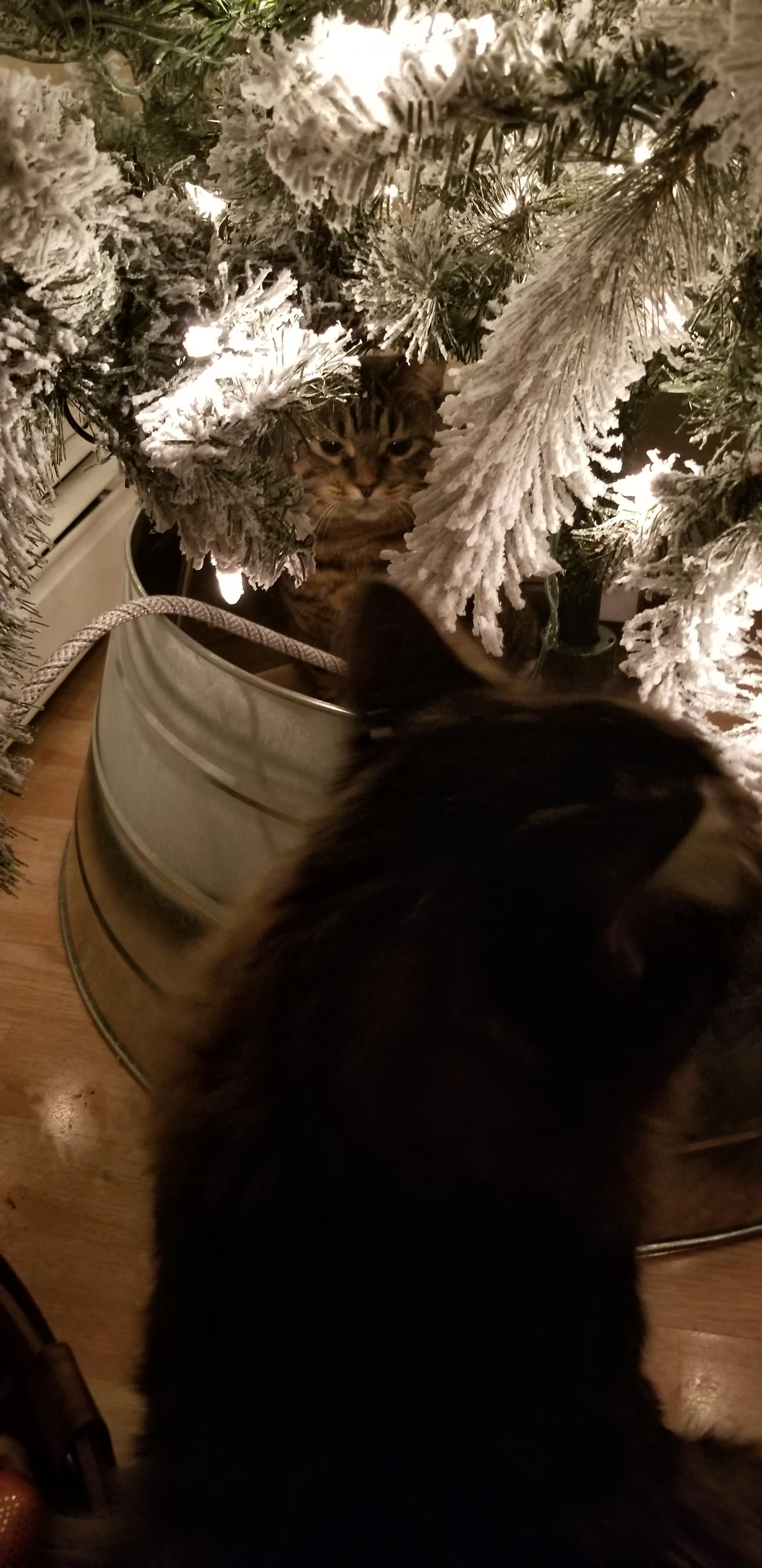 The Christmas grinch | Scrolller