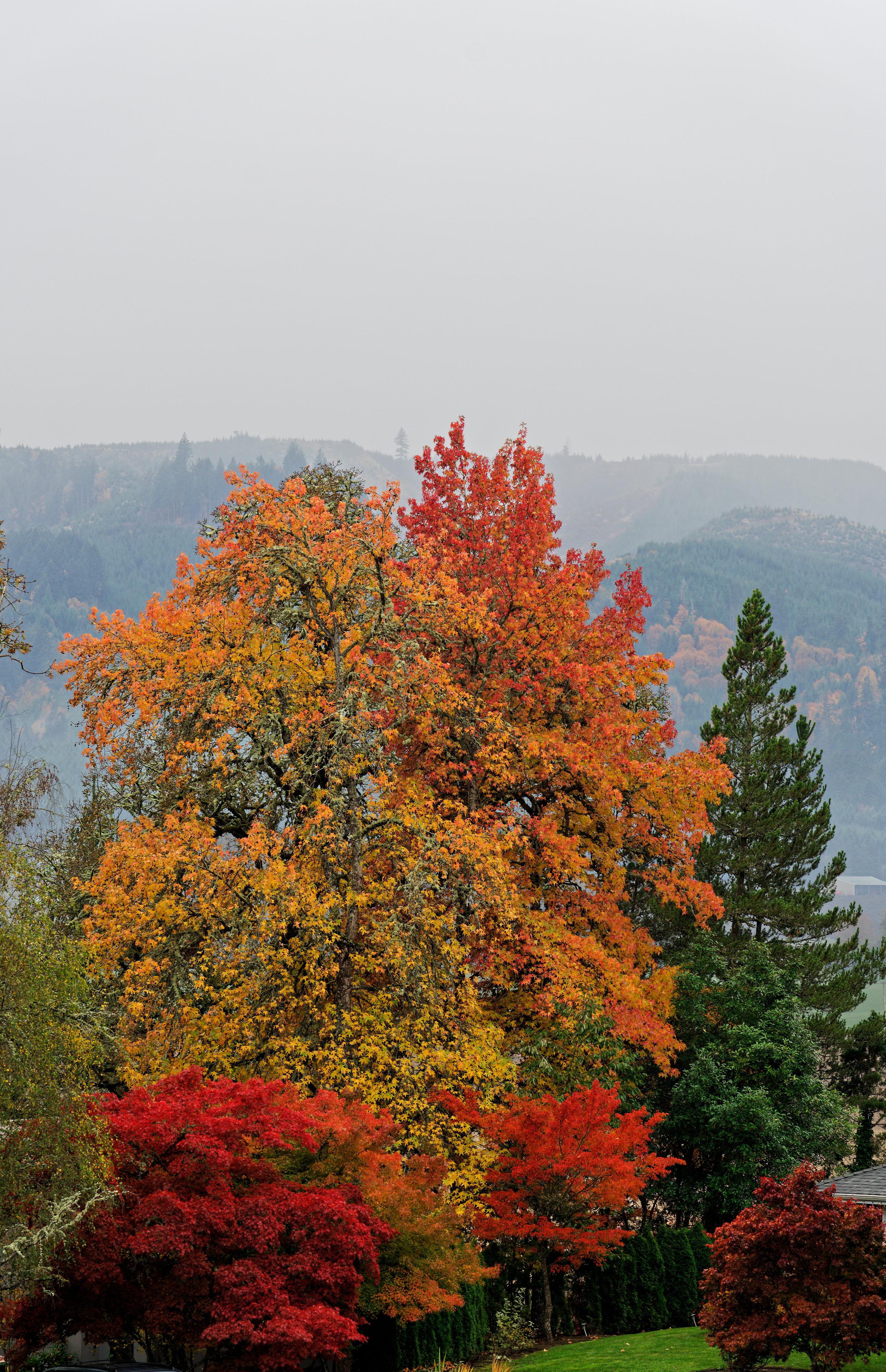 The color in Oregon on election day 2020. | Scrolller