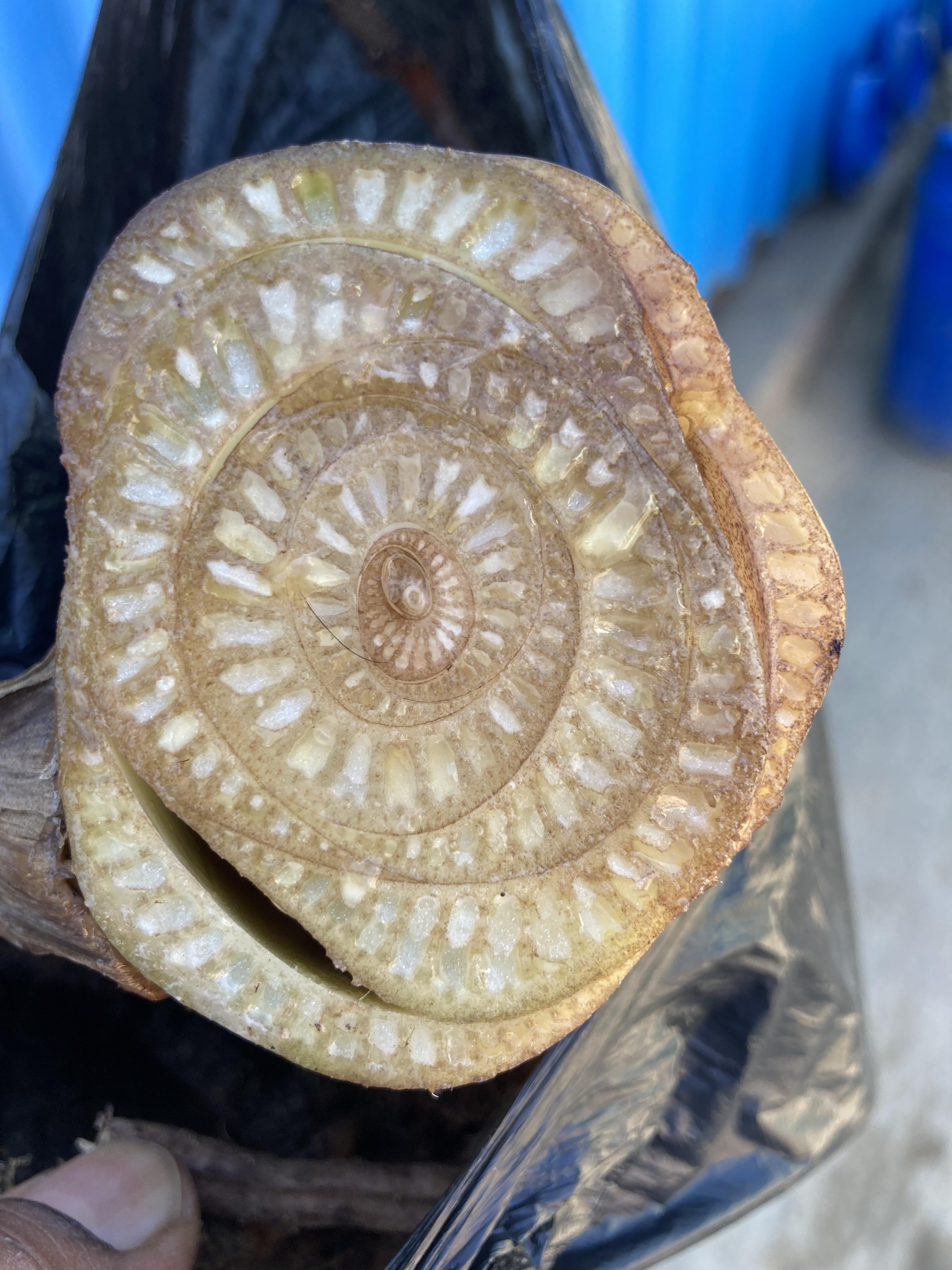 The cross section of a banana plant | Scrolller