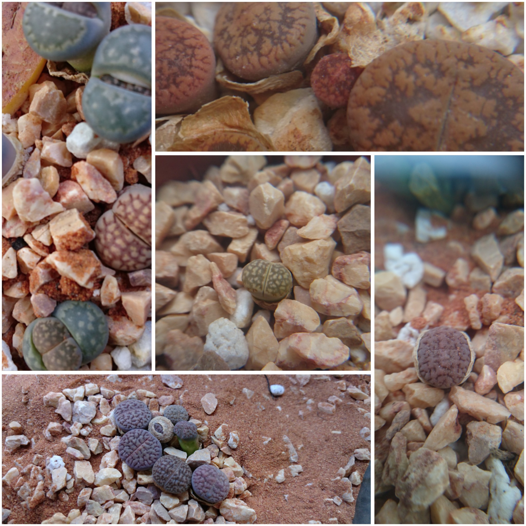 The current state of my lithops. | Scrolller